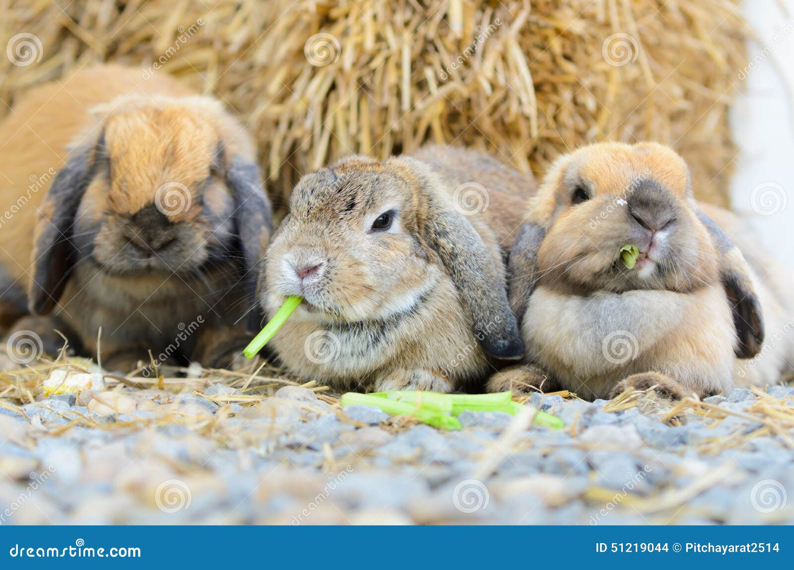 Cute holland lop rabbit stock photo. Image of happy, domestic - 51219044
