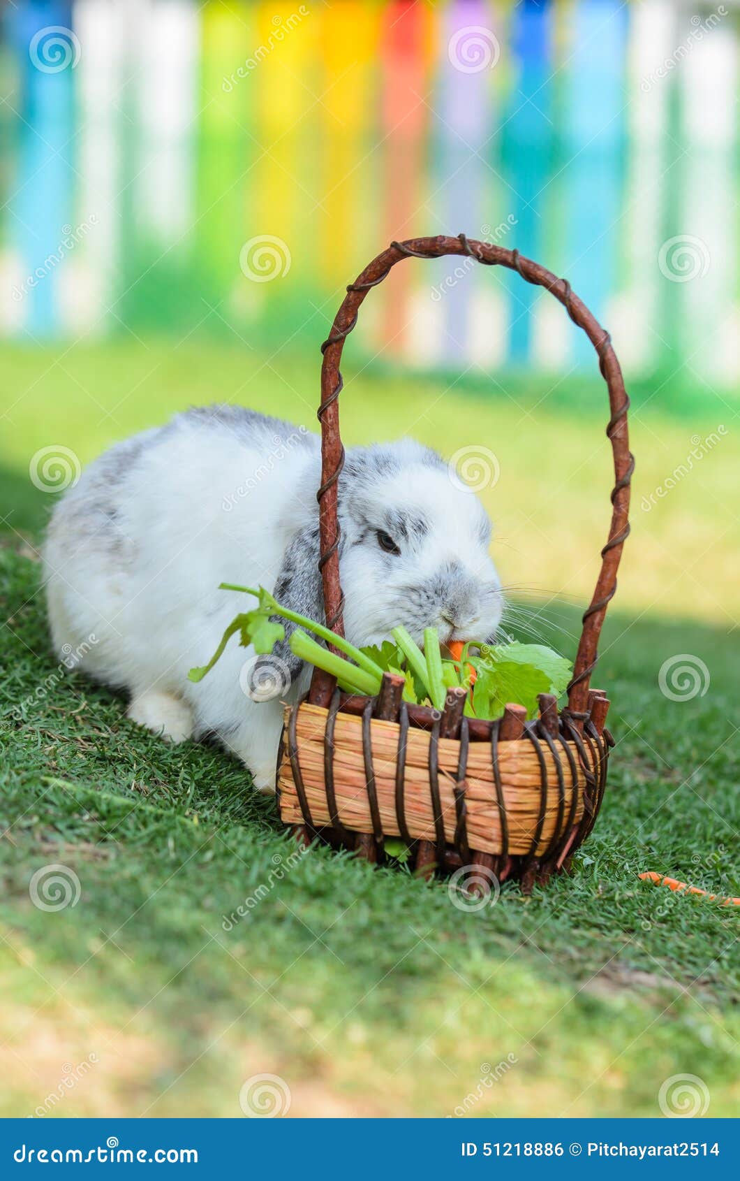 Cute holland lop rabbit stock photo. Image of domestic - 51218886