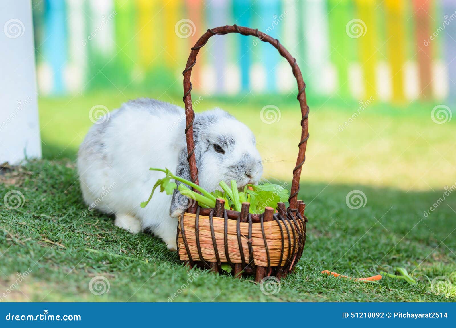 Cute holland lop rabbit stock photo. Image of green, garden - 51218892