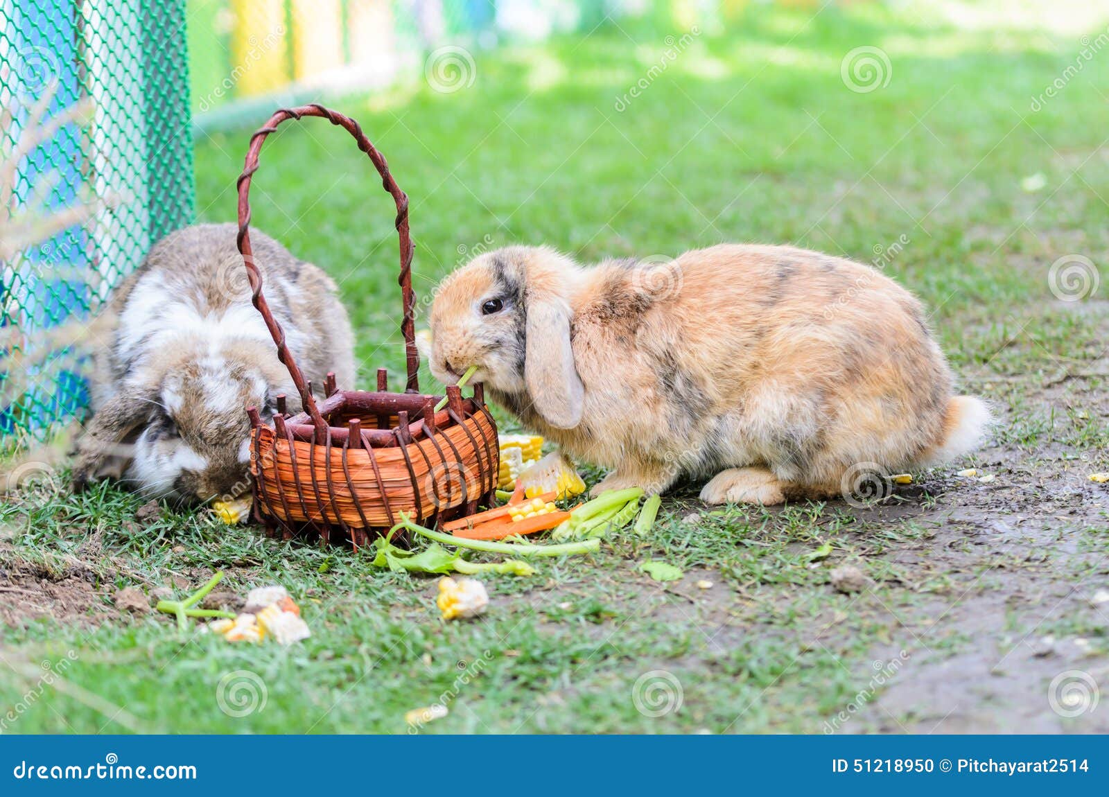 Cute holland lop rabbit stock photo. Image of hear, farm - 51218950