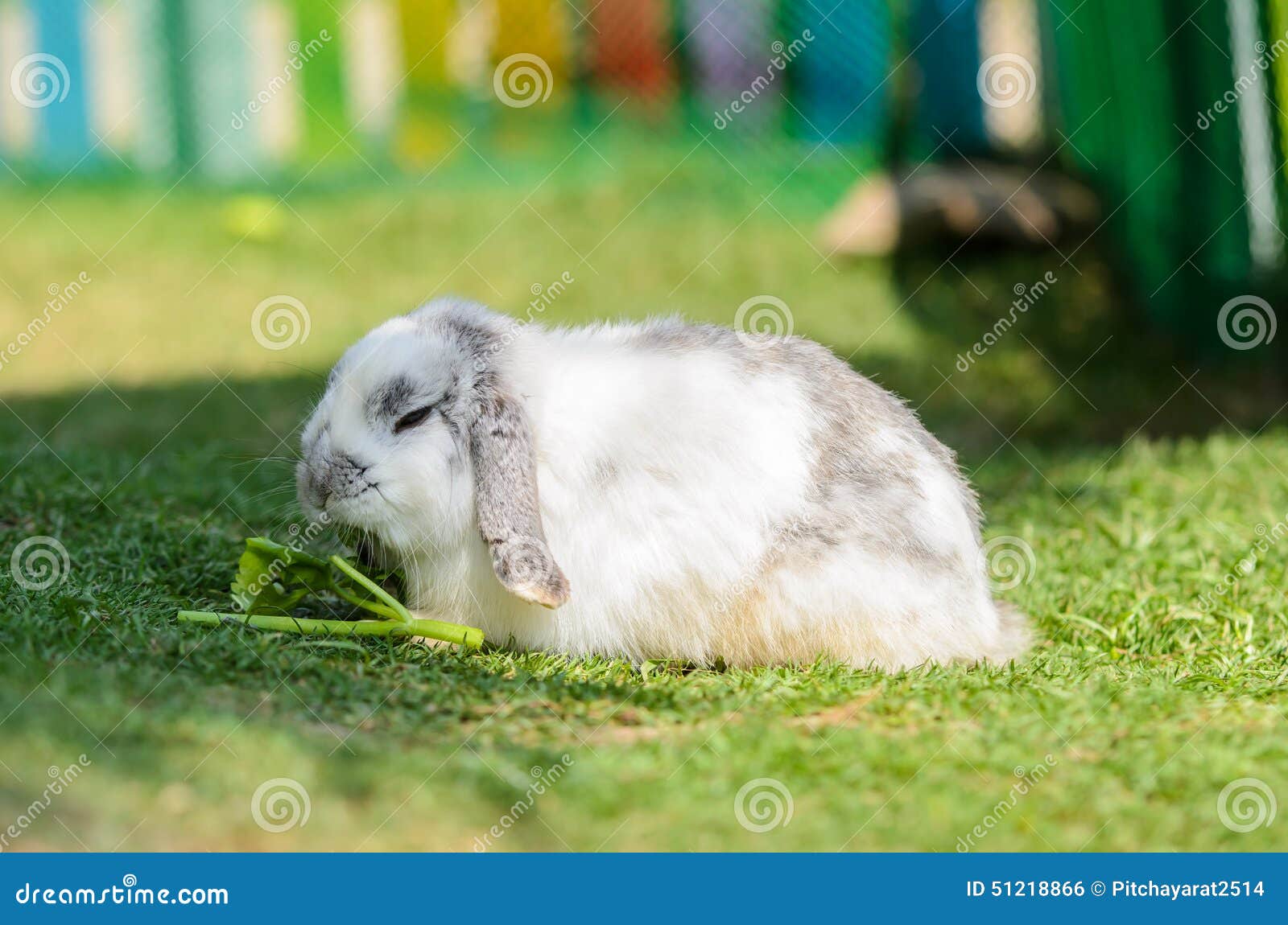 Cute holland lop rabbit stock photo. Image of mammal - 51218866