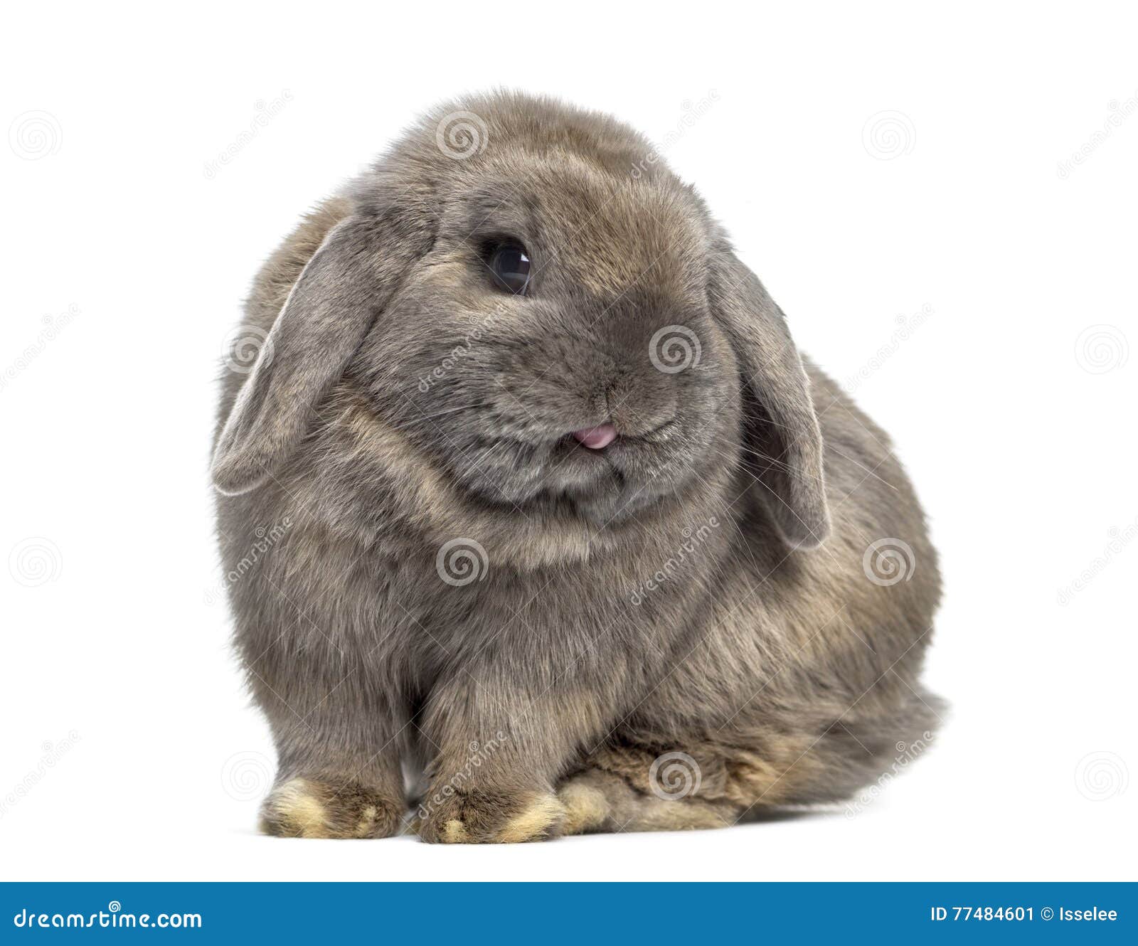 Cute Holland Lop Rabbit Isolated On White Background. Stock Photo ...