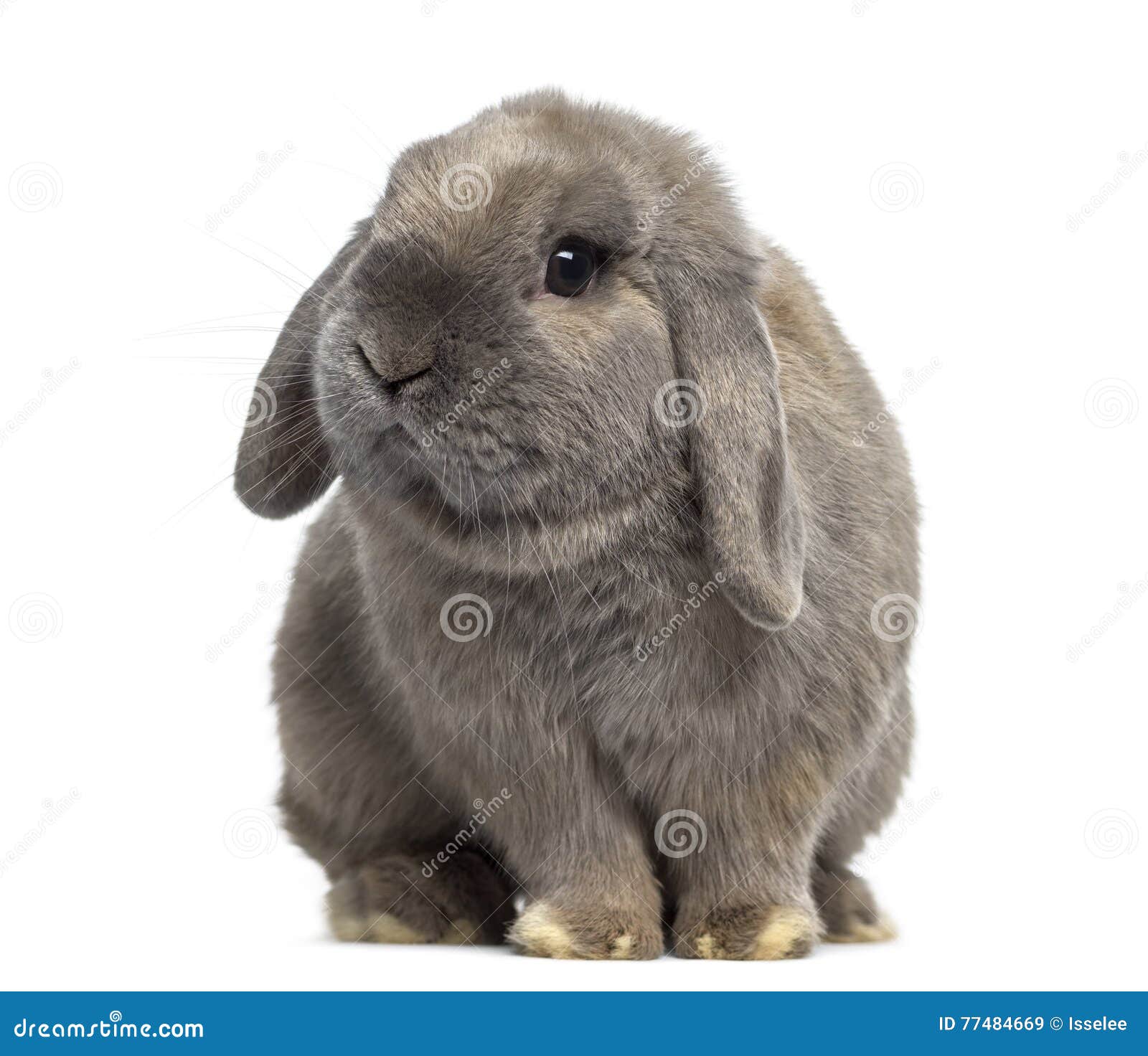 Cute Holland Lop Rabbit Lying On White Background Royalty-Free Stock ...