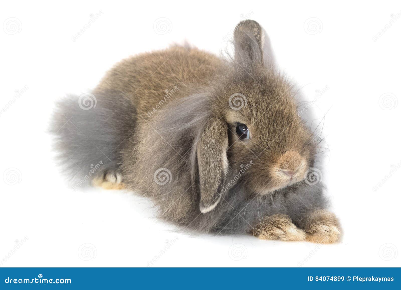 Cute Holland Lop Rabbit Lying On White Background Royalty-Free Stock ...