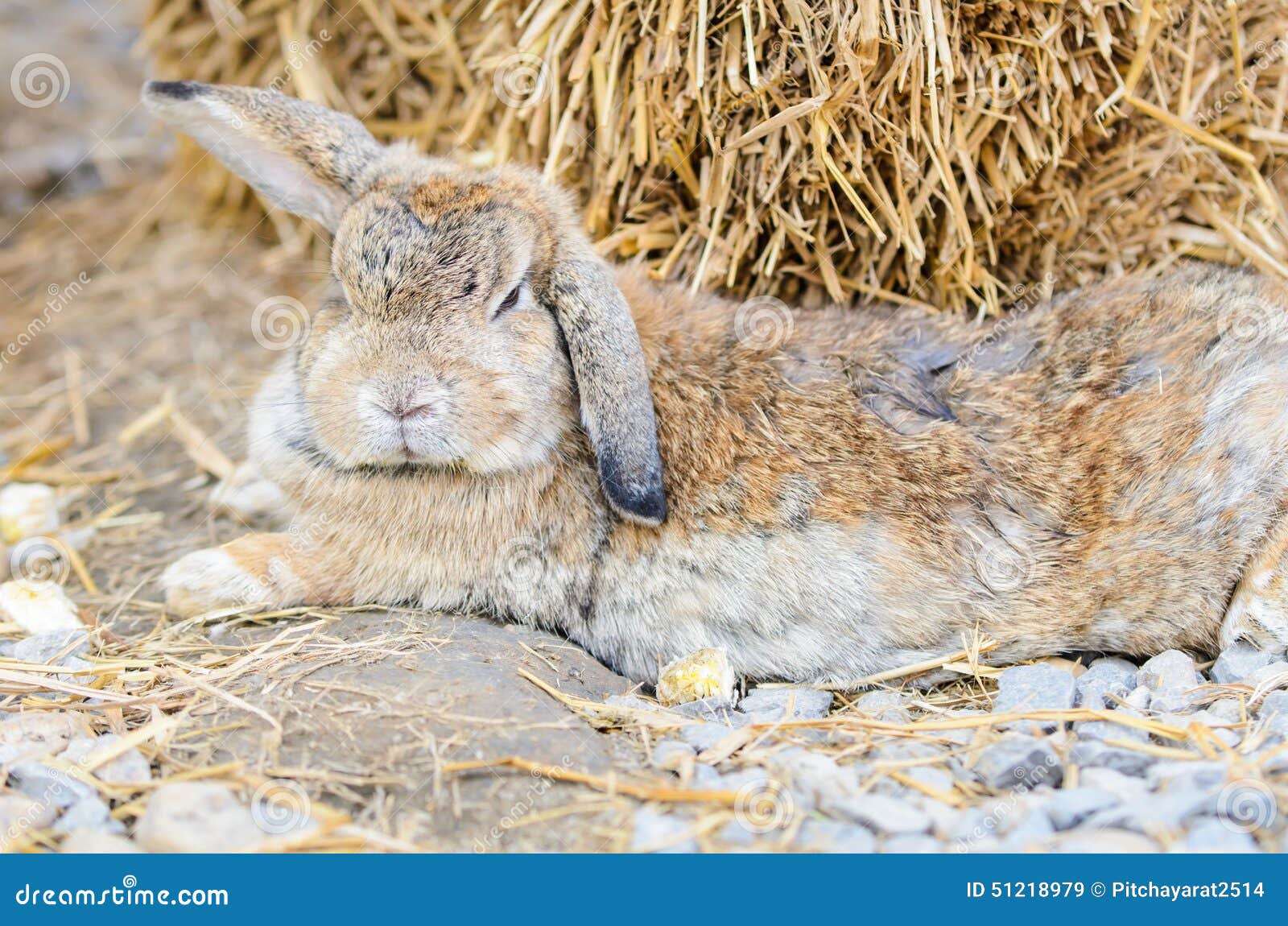 Cute holland lop rabbit stock image. Image of nature - 51218979