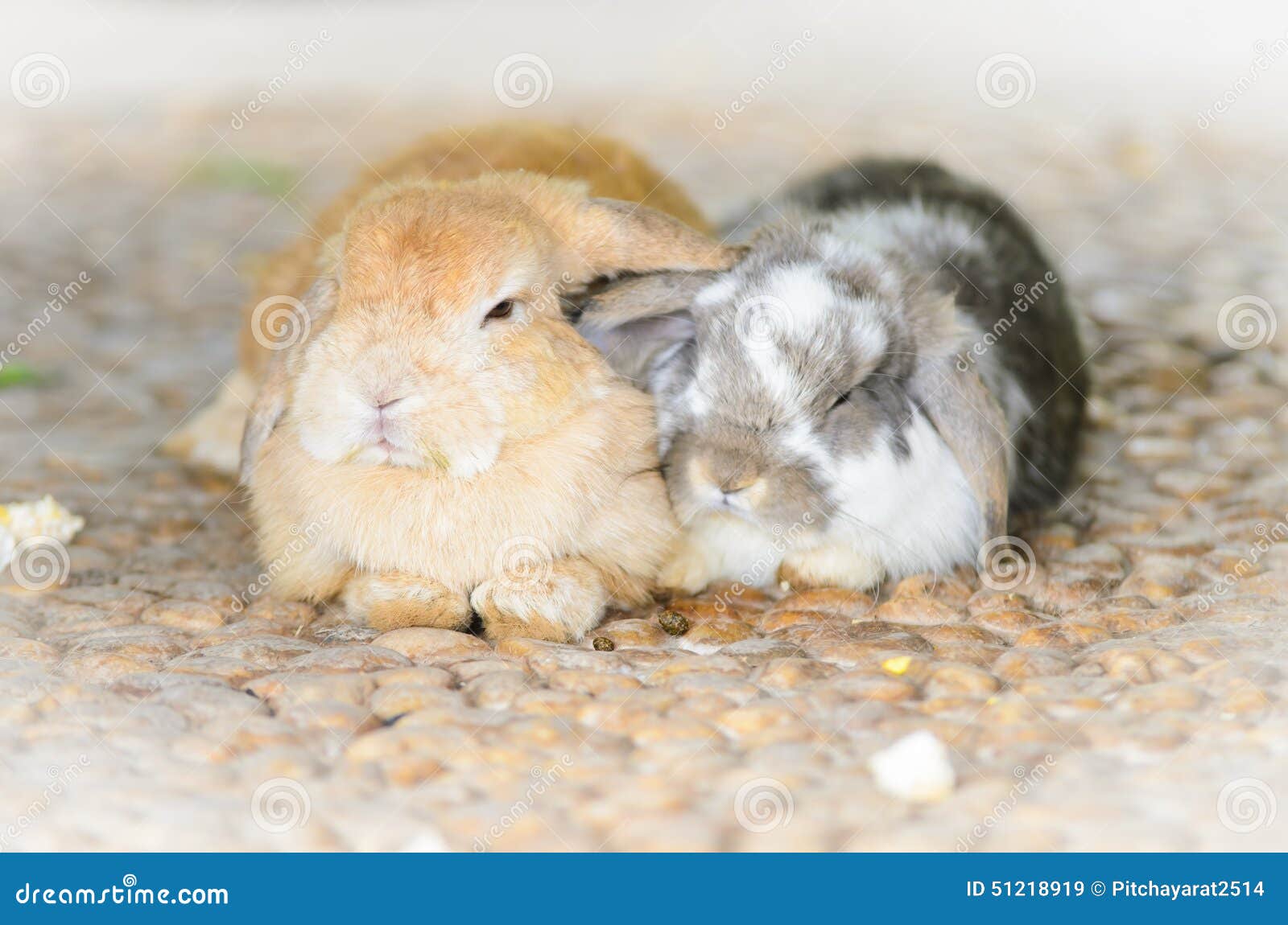Cute holland lop rabbit stock image. Image of pretty - 51218919