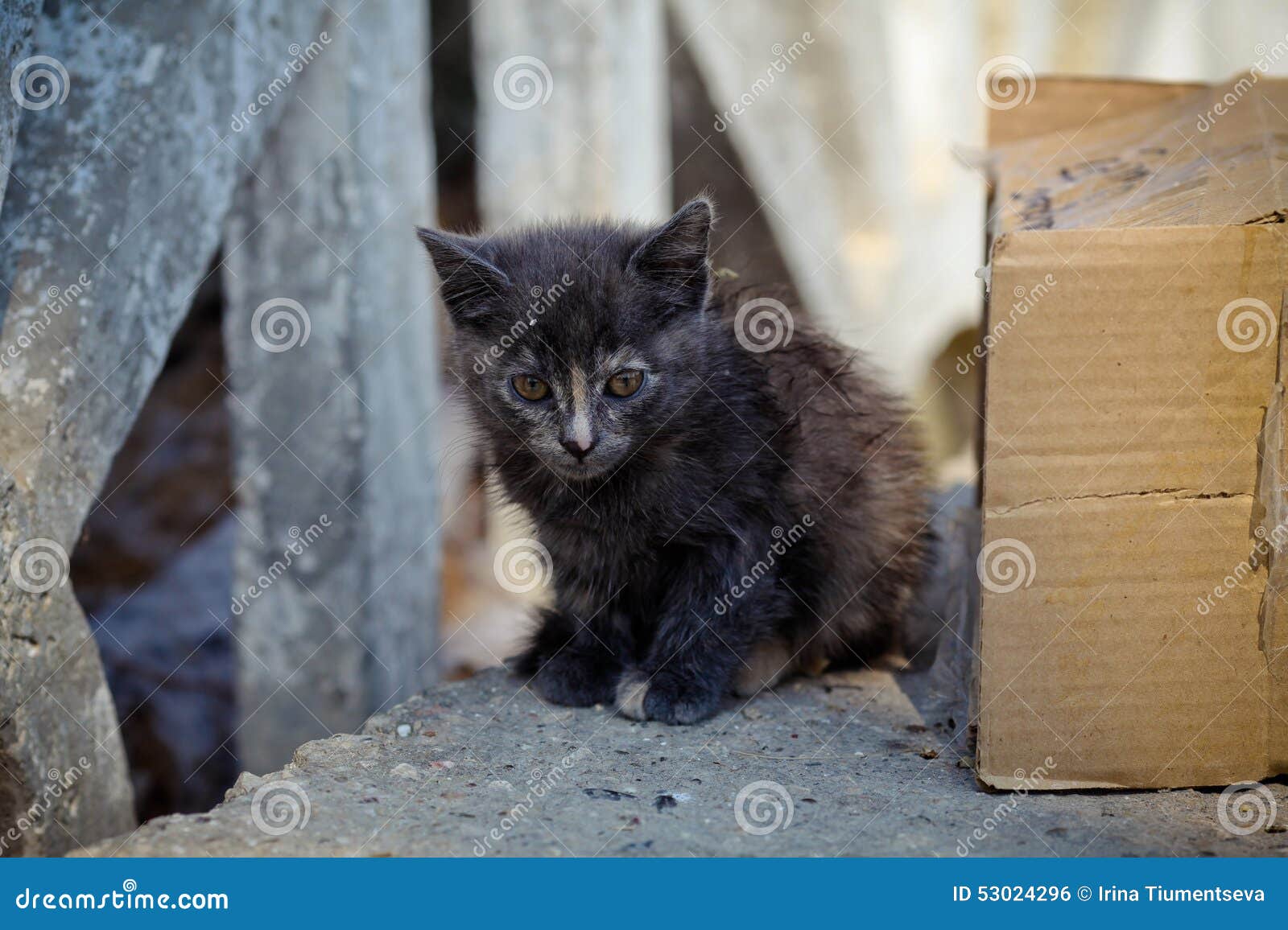 Cute homeless cat stock photo. Image of lost, hair, help - 53024296