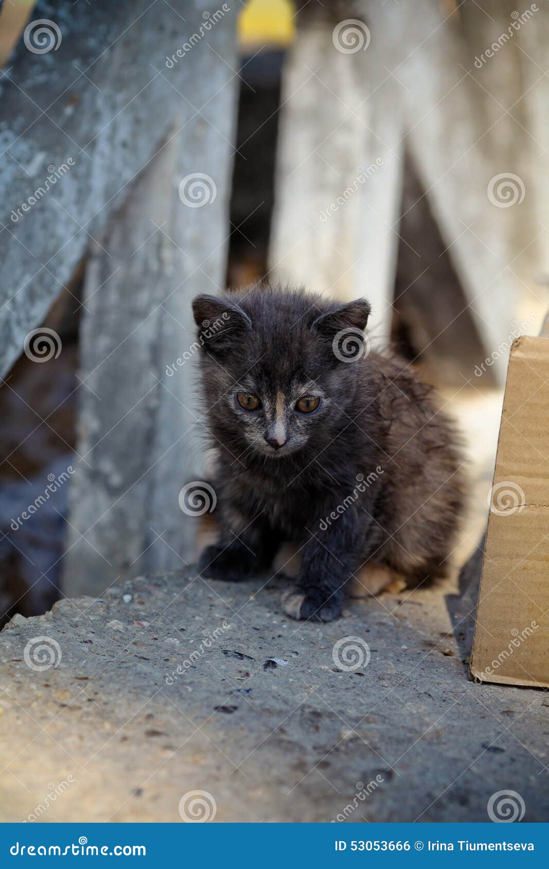 Cute homeless cat stock photo. Image of lost, nose, alone - 53053666
