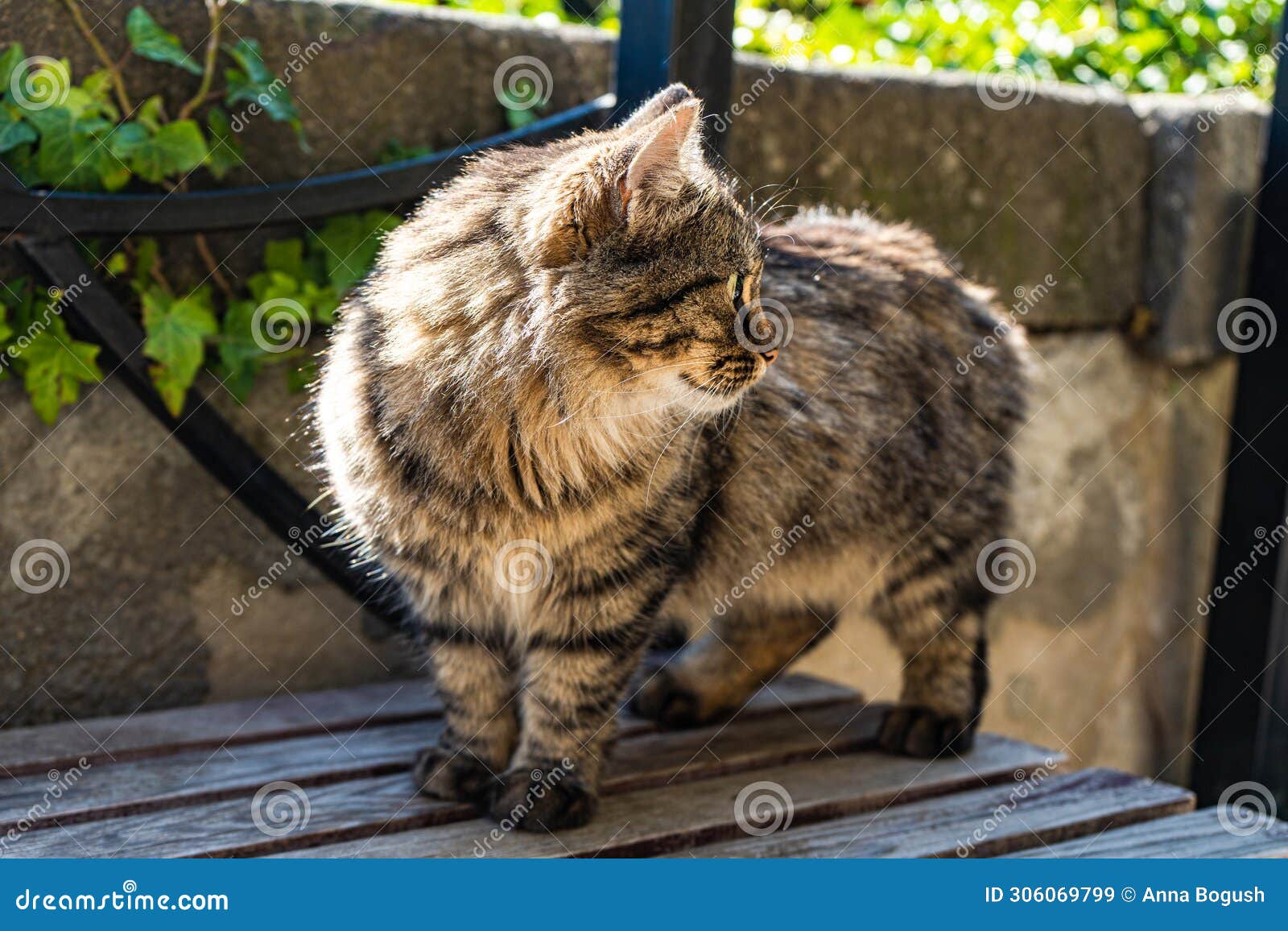 Cute Homeless Cat on the Park Bench Stock Image - Image of daytime ...