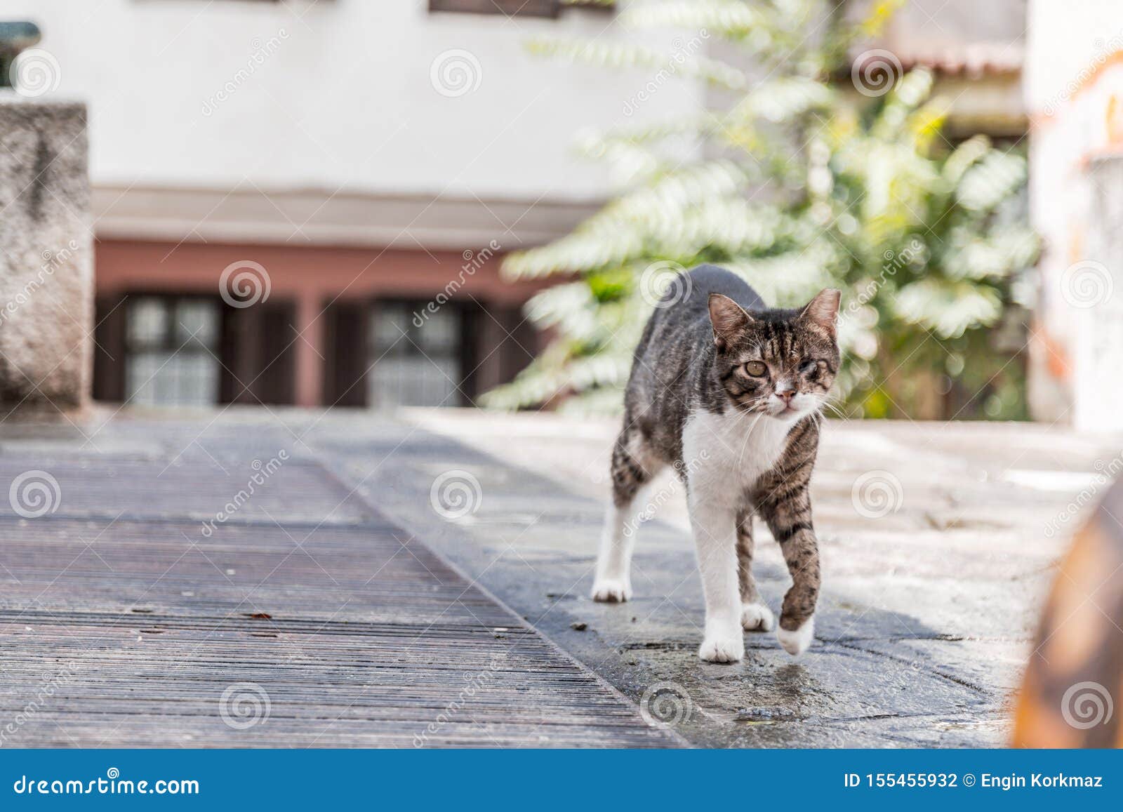 Cute homeless cat stock photo. Image of feline, wounded - 155455932