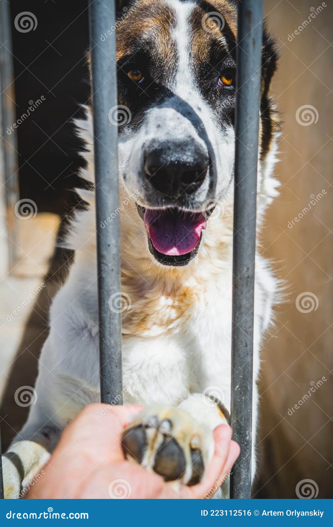 Cute Homeless dog in cage stock photo. Image of animals - 223112516