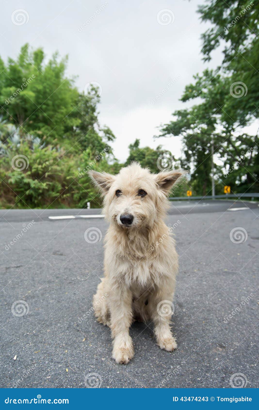 Cute homeless stray dog stock image. Image of creature - 43474243