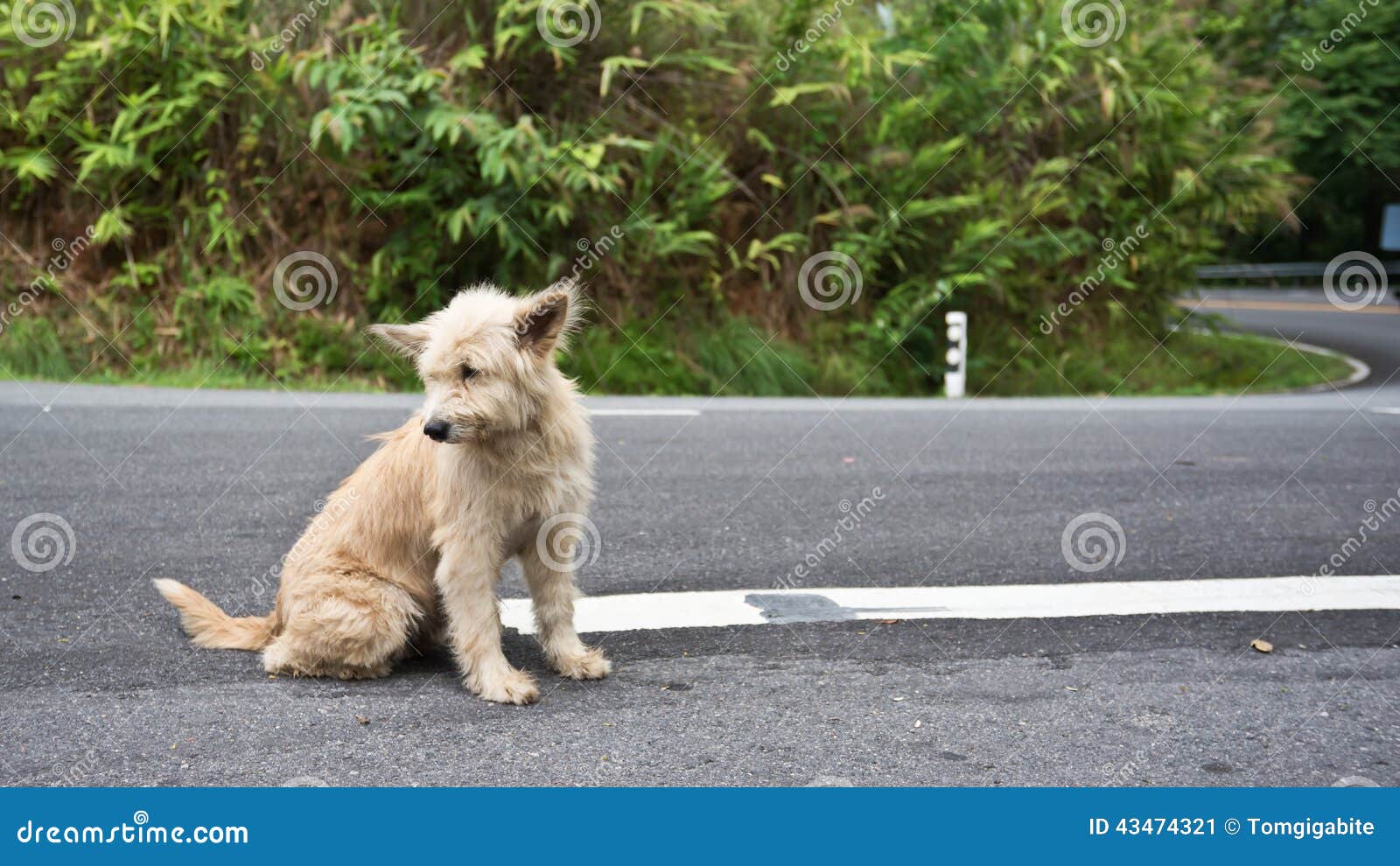 Cute homeless stray dog stock image. Image of alone, lovely - 43474321