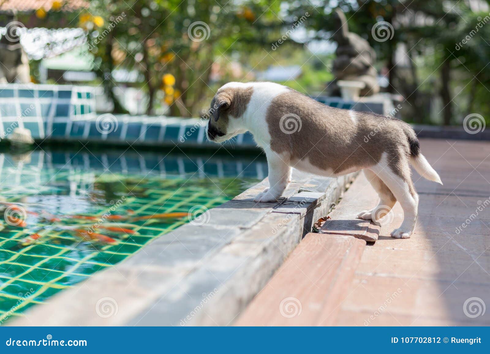 Honest Dog, Small Cute Puppy Dog Stock Photo - Image of duteous, lovely ...