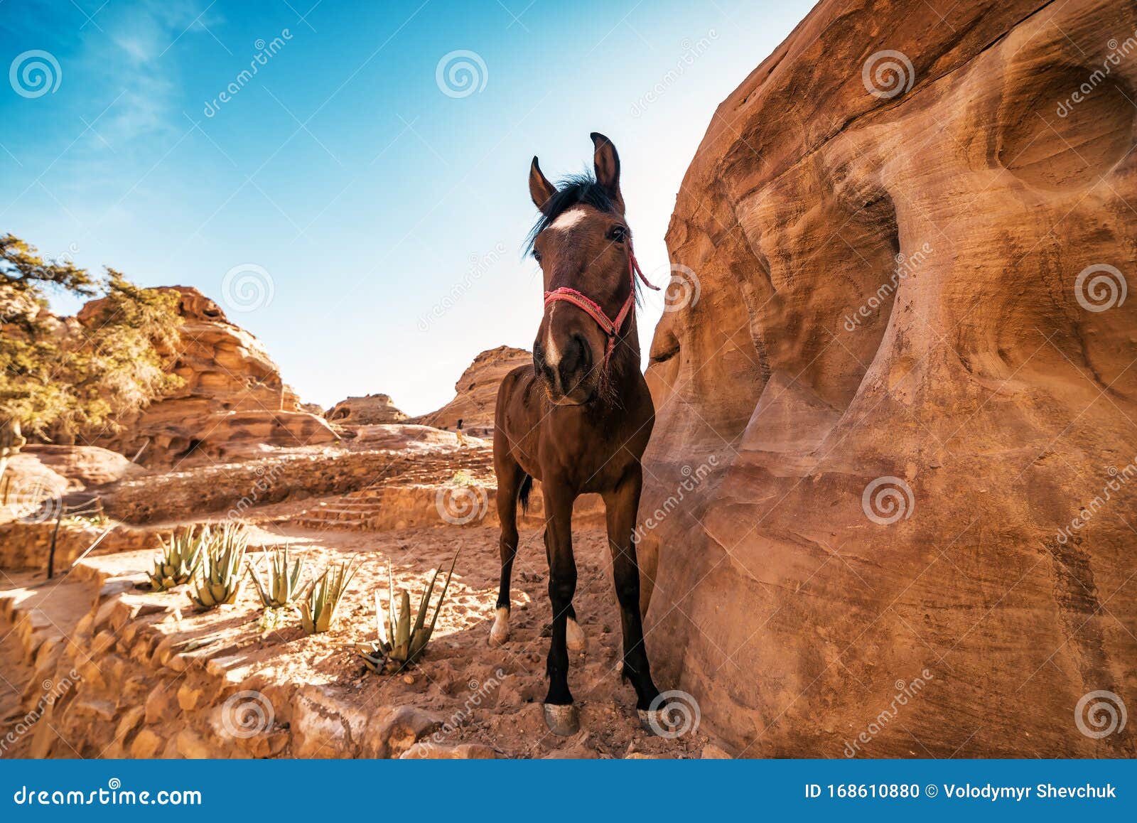 Cute Horse between Red Rocks Stock Photo - Image of culture, petra ...
