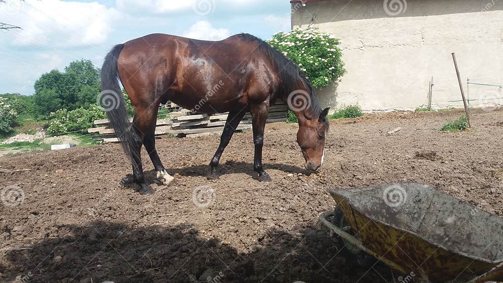 Cute Horse stock image. Image of good, love, stable, cute - 72704057