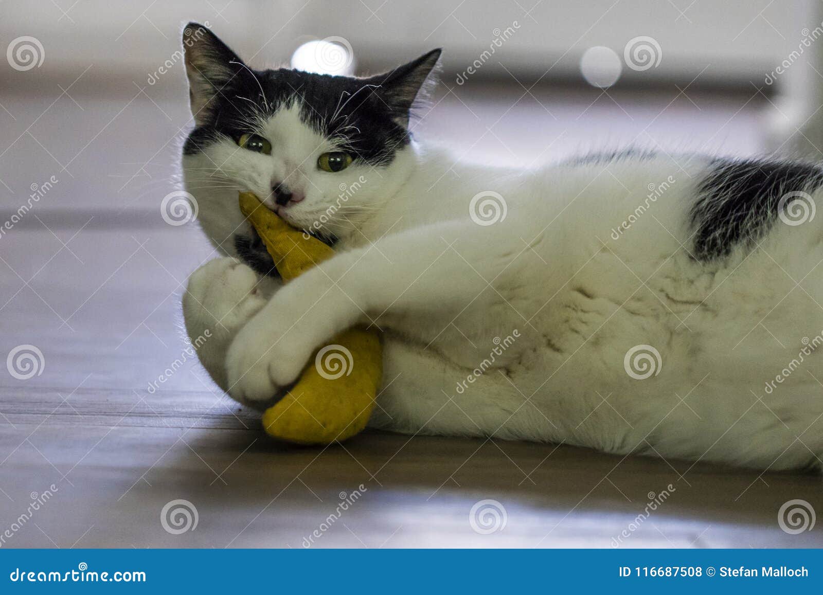 Cute House Cat Playing with a Toy Stock Photo - Image of domestic ...