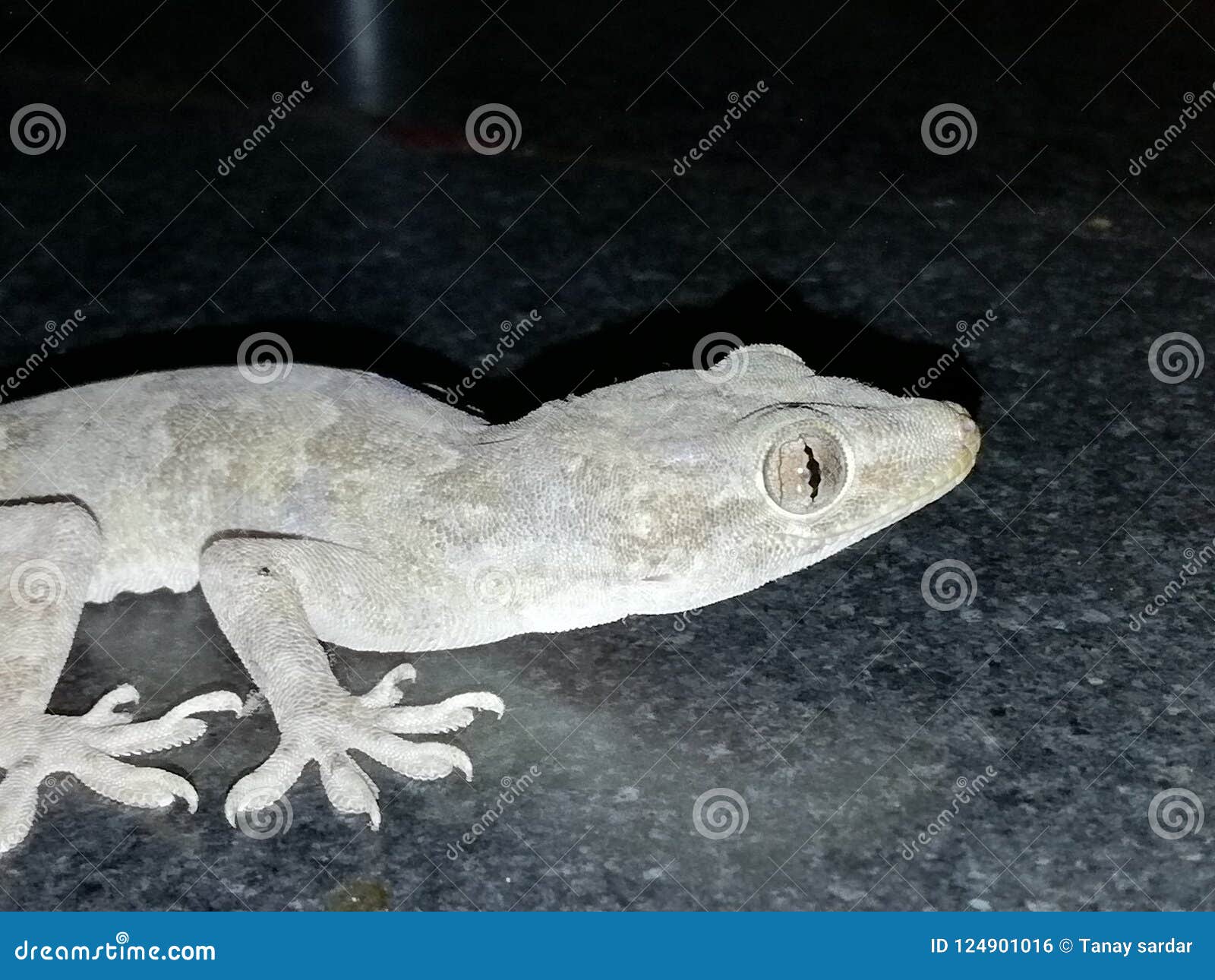 Cute house lizard stock photo. Image of house, indian - 124901016