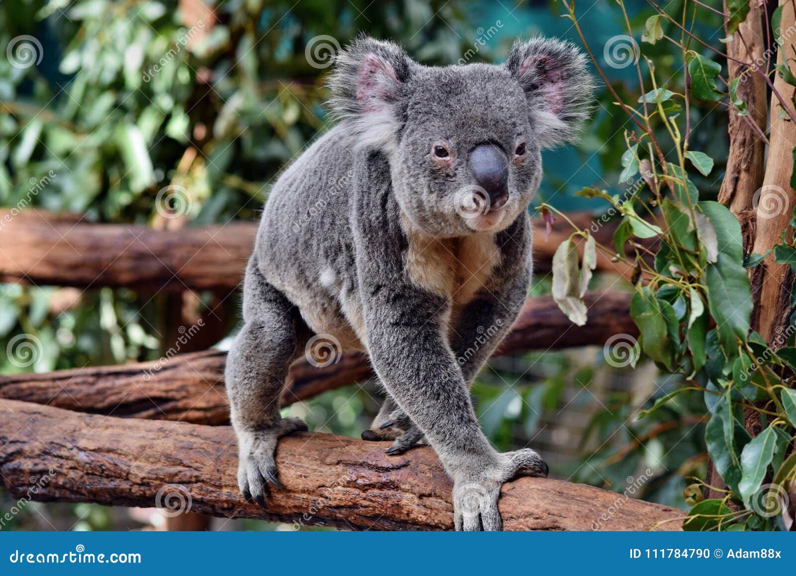 Cute Huge Koala Walking on a Tree Branch Eucalyptus Stock Photo - Image ...