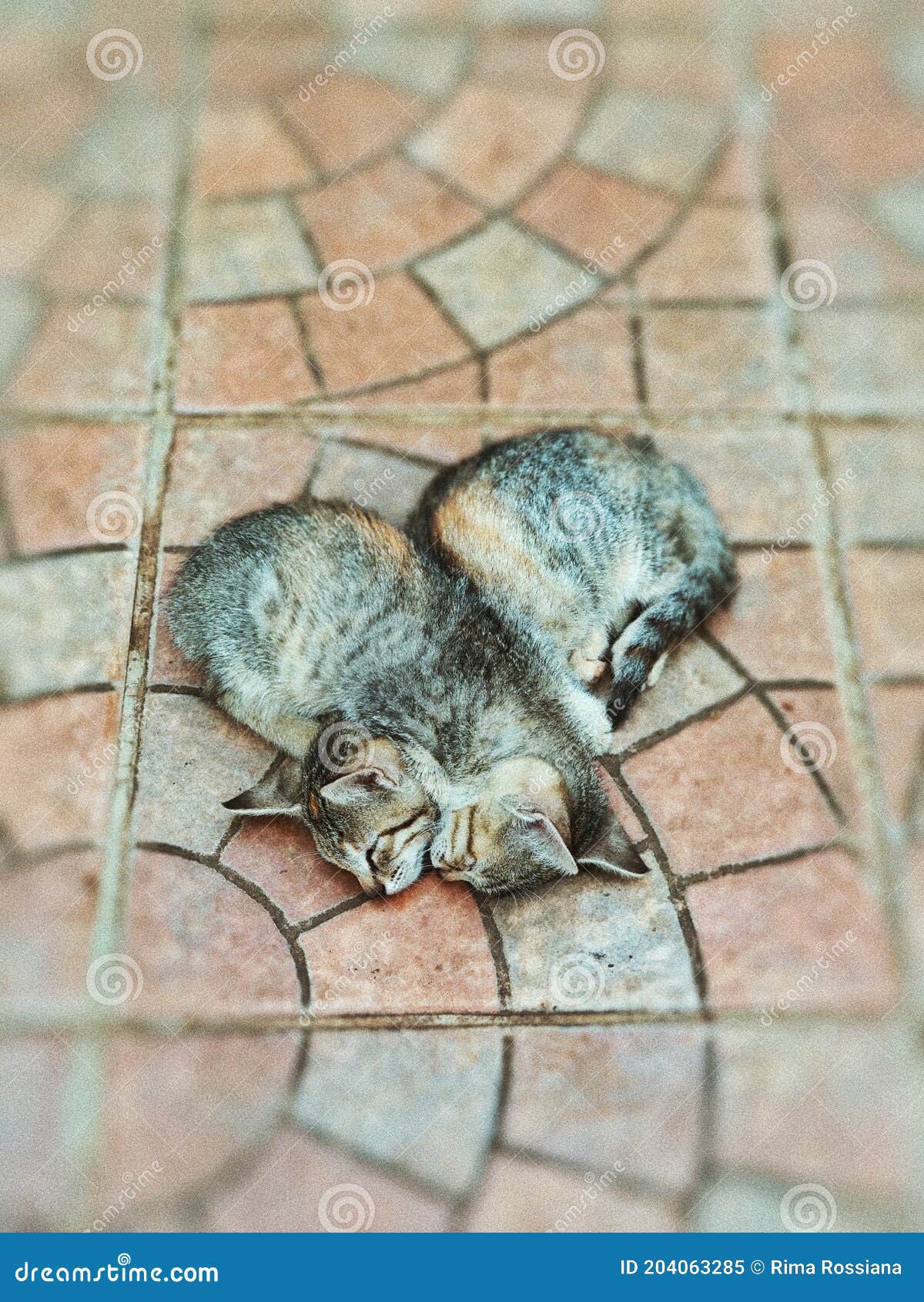 Cute Hugging kitten stock image. Image of hugging, catlover - 204063285