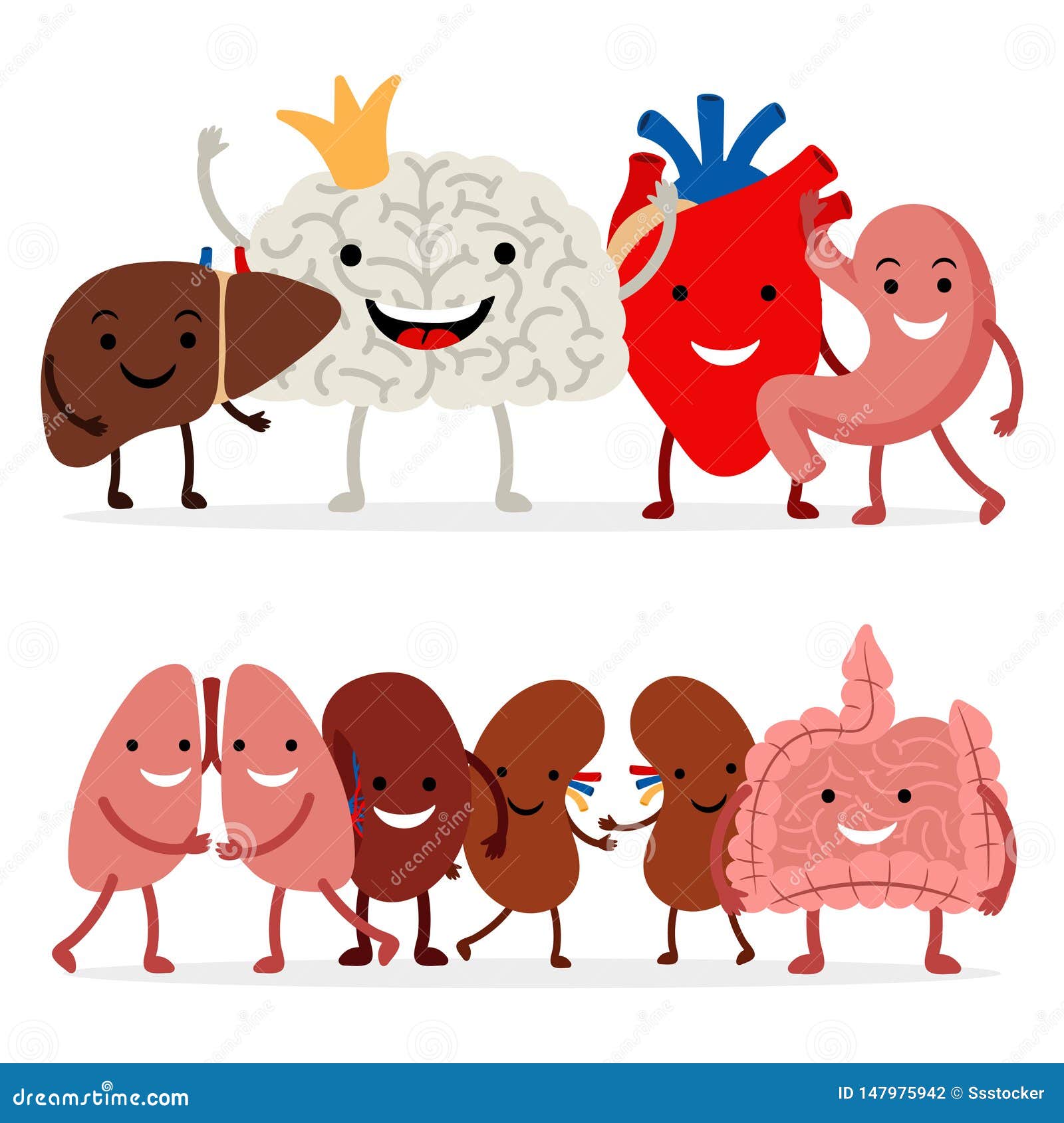 Cute Human Anatomy Organs Internal. Cartoon Style Systems Of Man Body ...