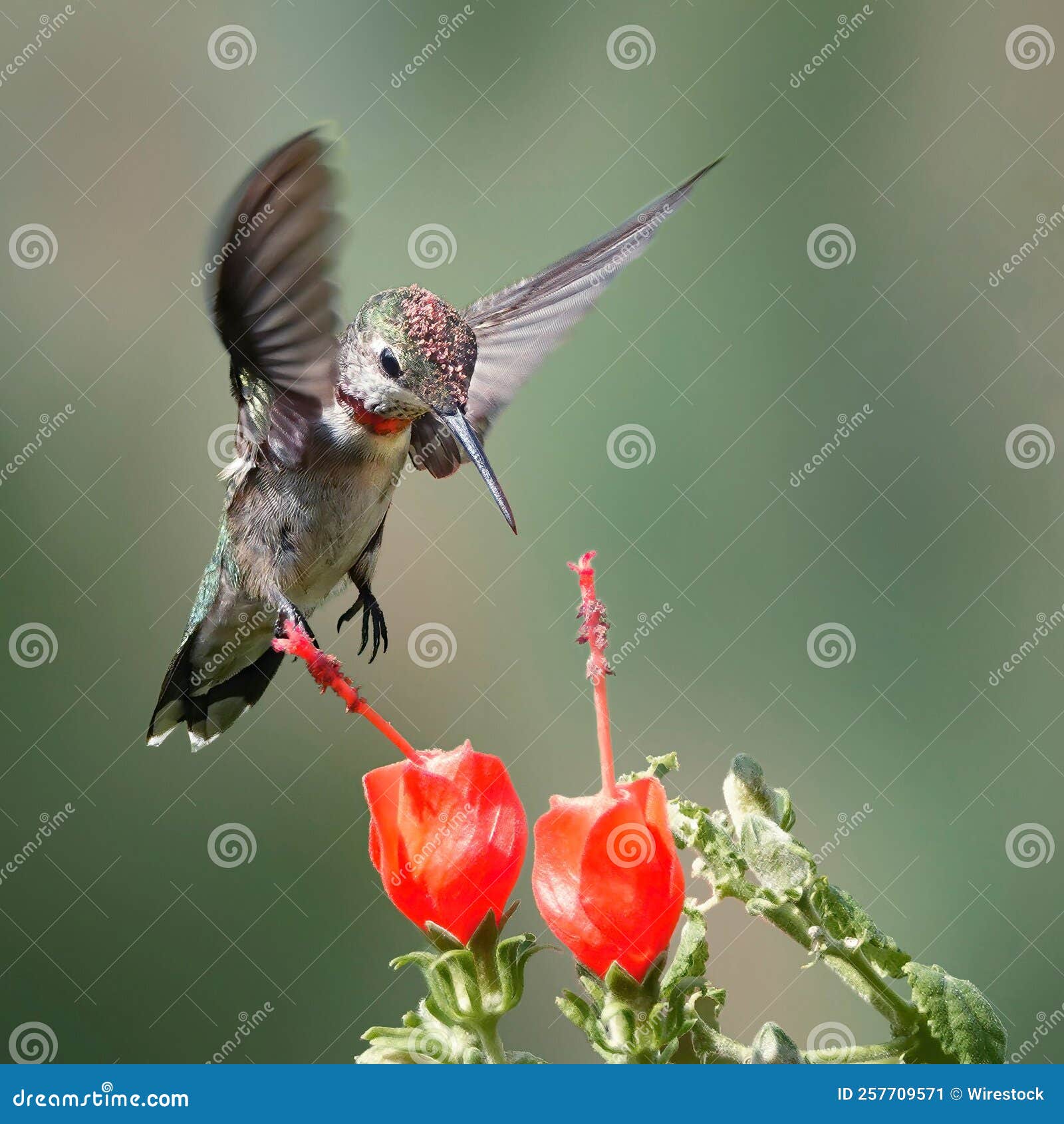 Cute Hummingbird in Flight at a Flower Stock Image - Image of flight ...