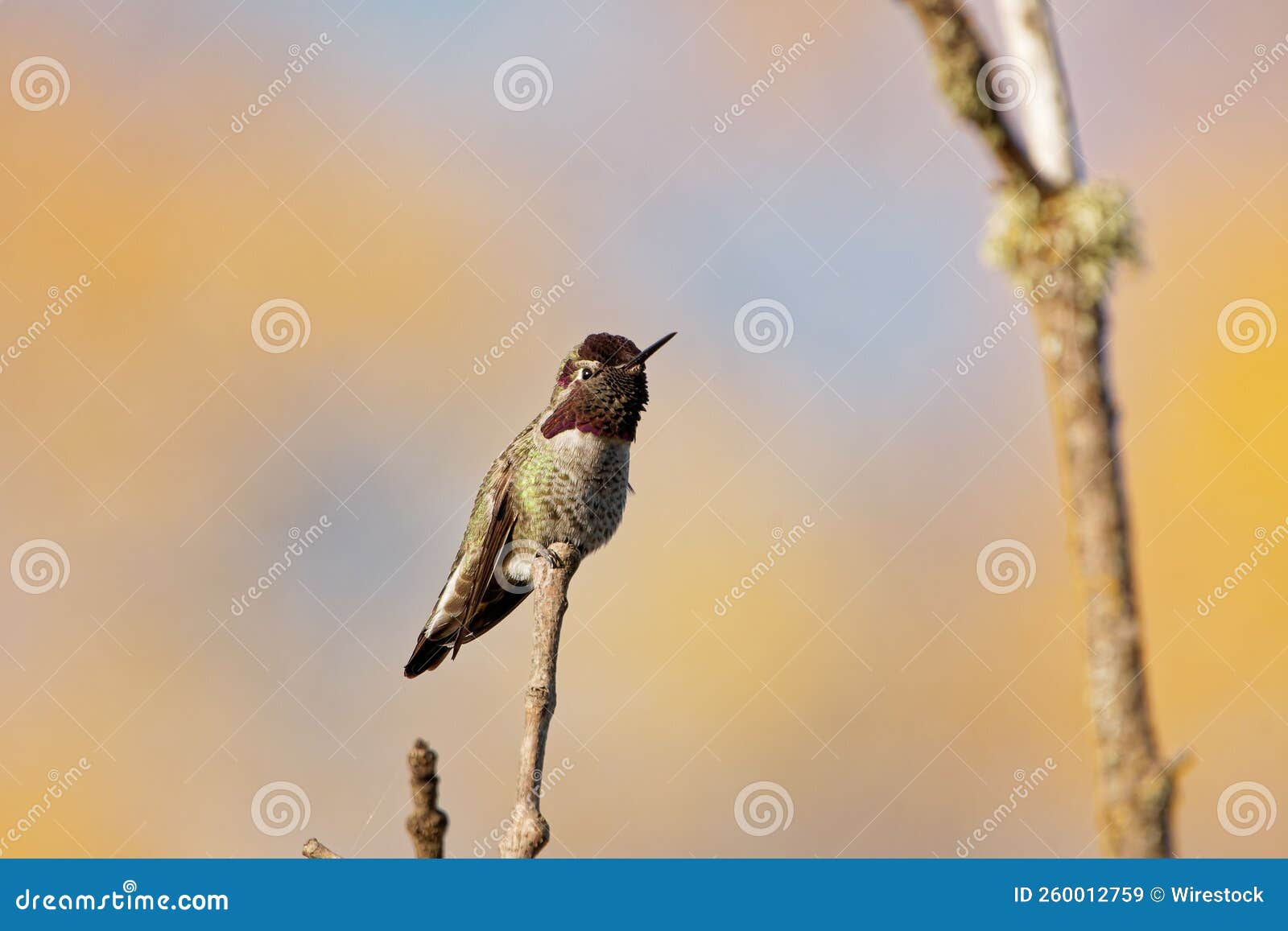 Cute Hummingbird Couple Looking At Each Other Stock Photography ...
