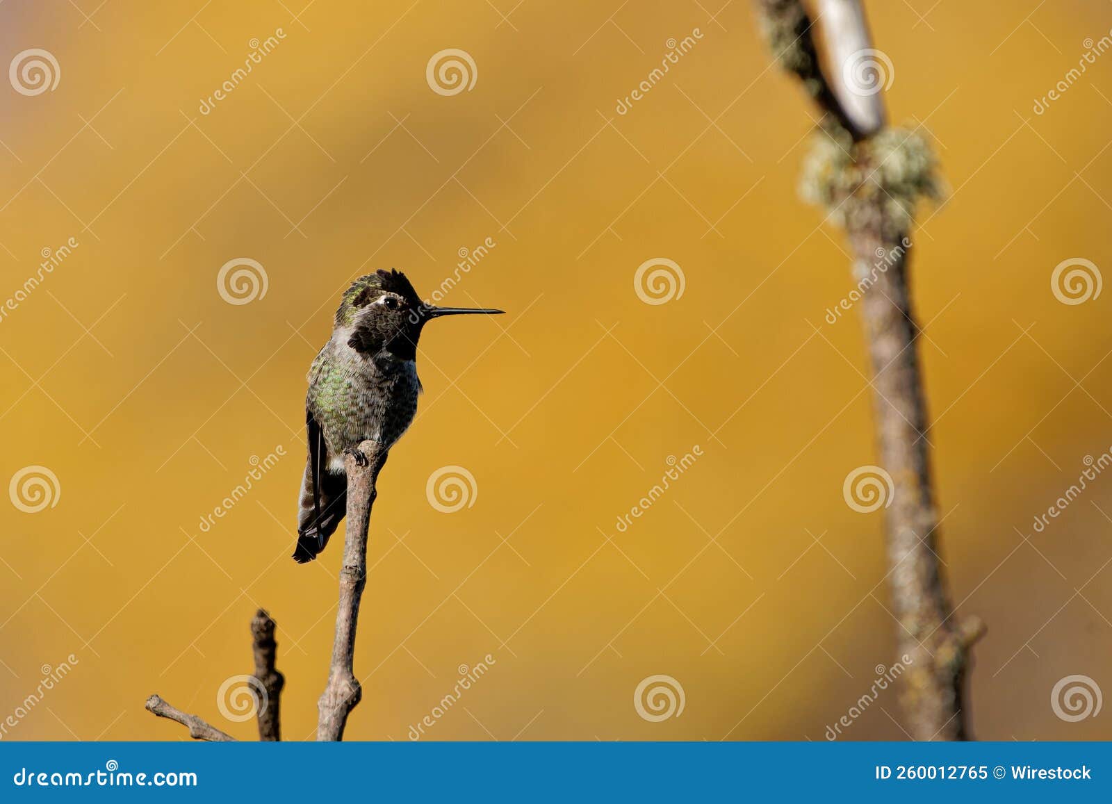 Cute Hummingbird Couple Looking At Each Other Stock Photography ...