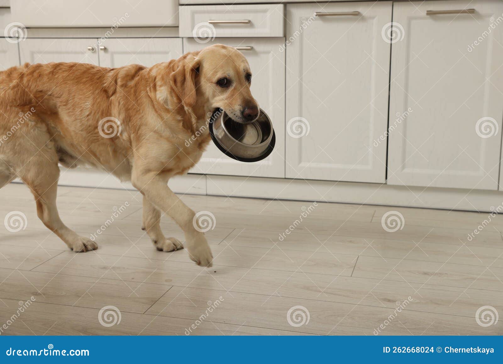 Hungry Labrador Puppy Looks In Through An Open Door, Waiting For Its ...