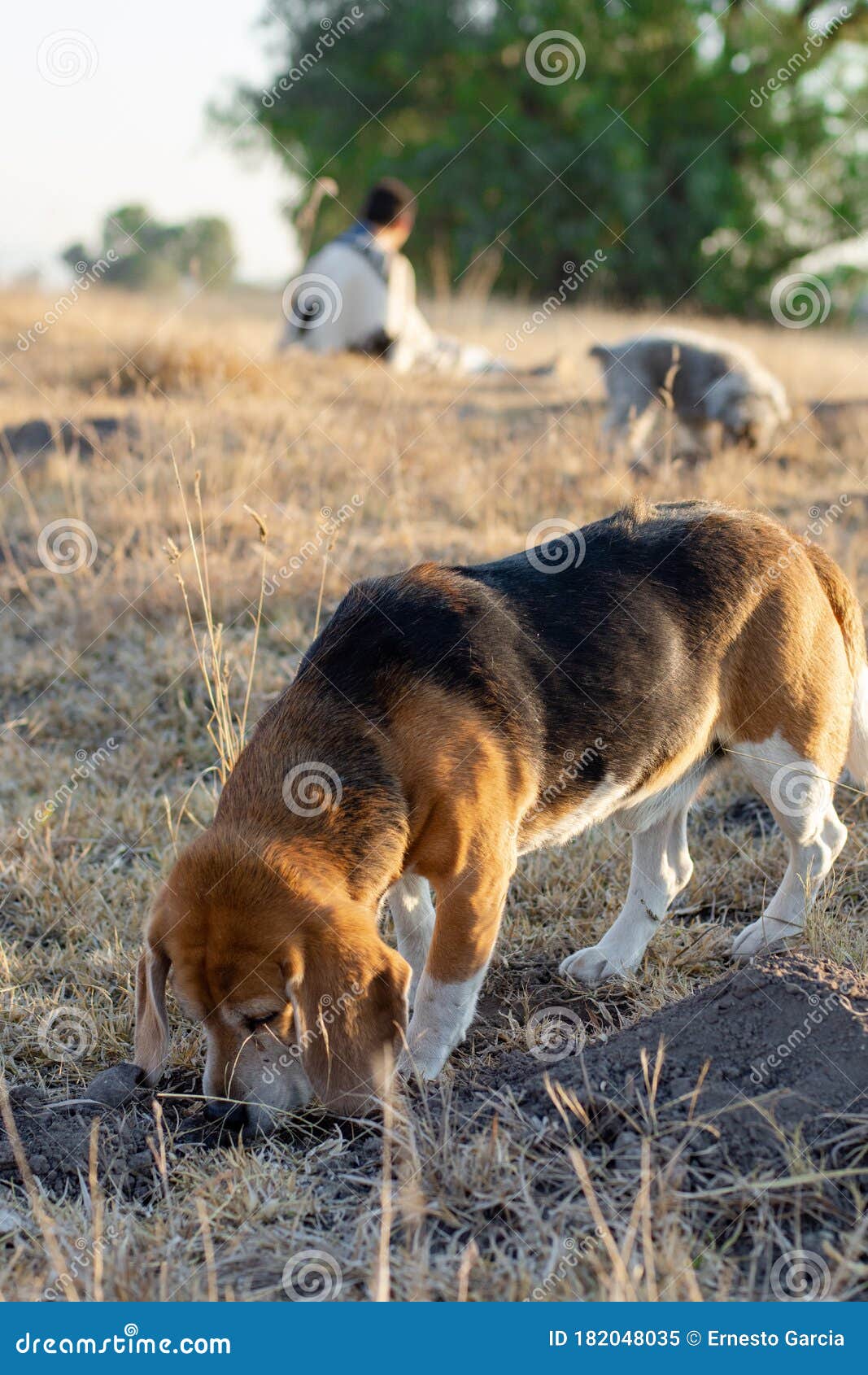 Cute Beagle Dog Sniffing Something on the Ground at Meadow Stock Image ...
