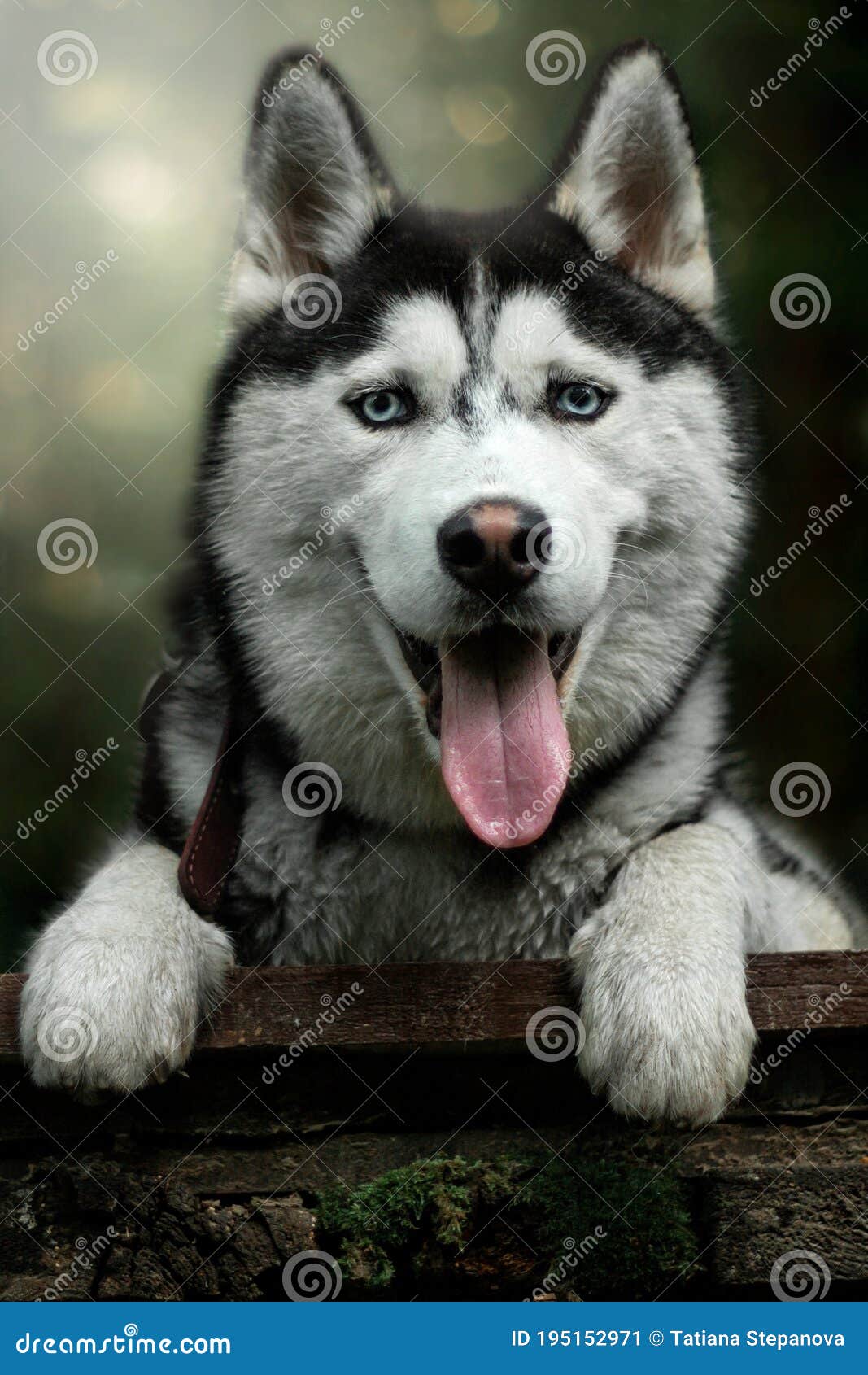 Portrait Huski in the Forest Stock Image - Image of forest, terrier ...