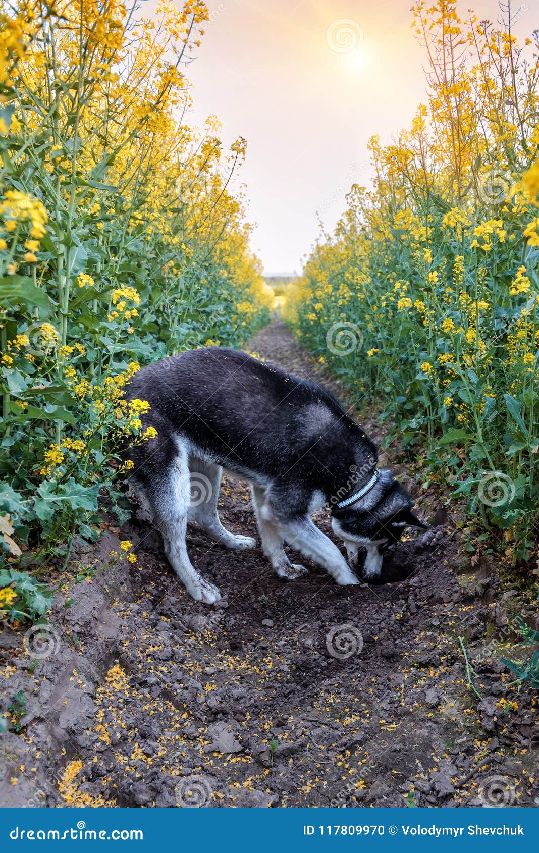 Husky Digs a Hole in the Field Stock Photo - Image of furry, companion ...