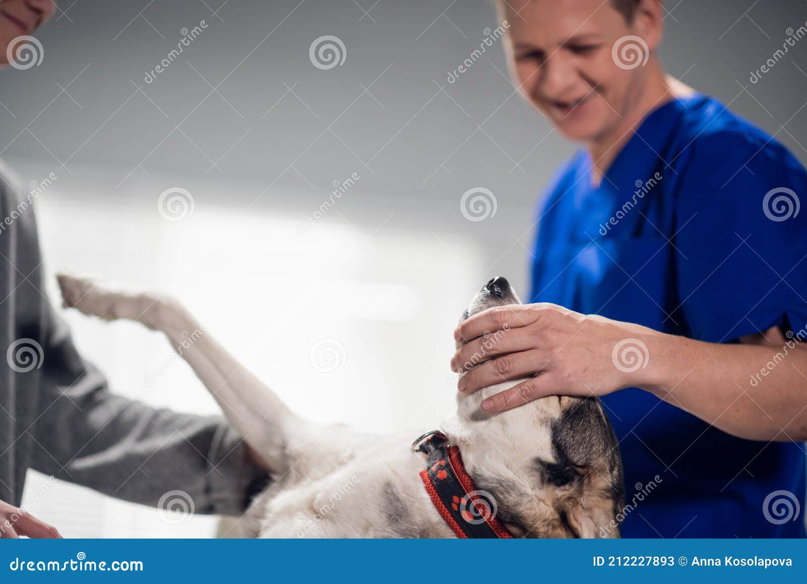 A Cute Husky Dog Getting a Check Up at the Vets Office Stock Image ...