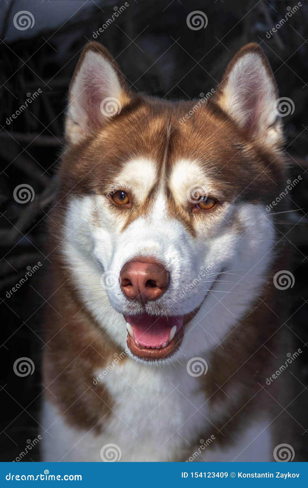 Cute Husky Dog Looks Like Smiling. Stock Image - Image of smiling ...