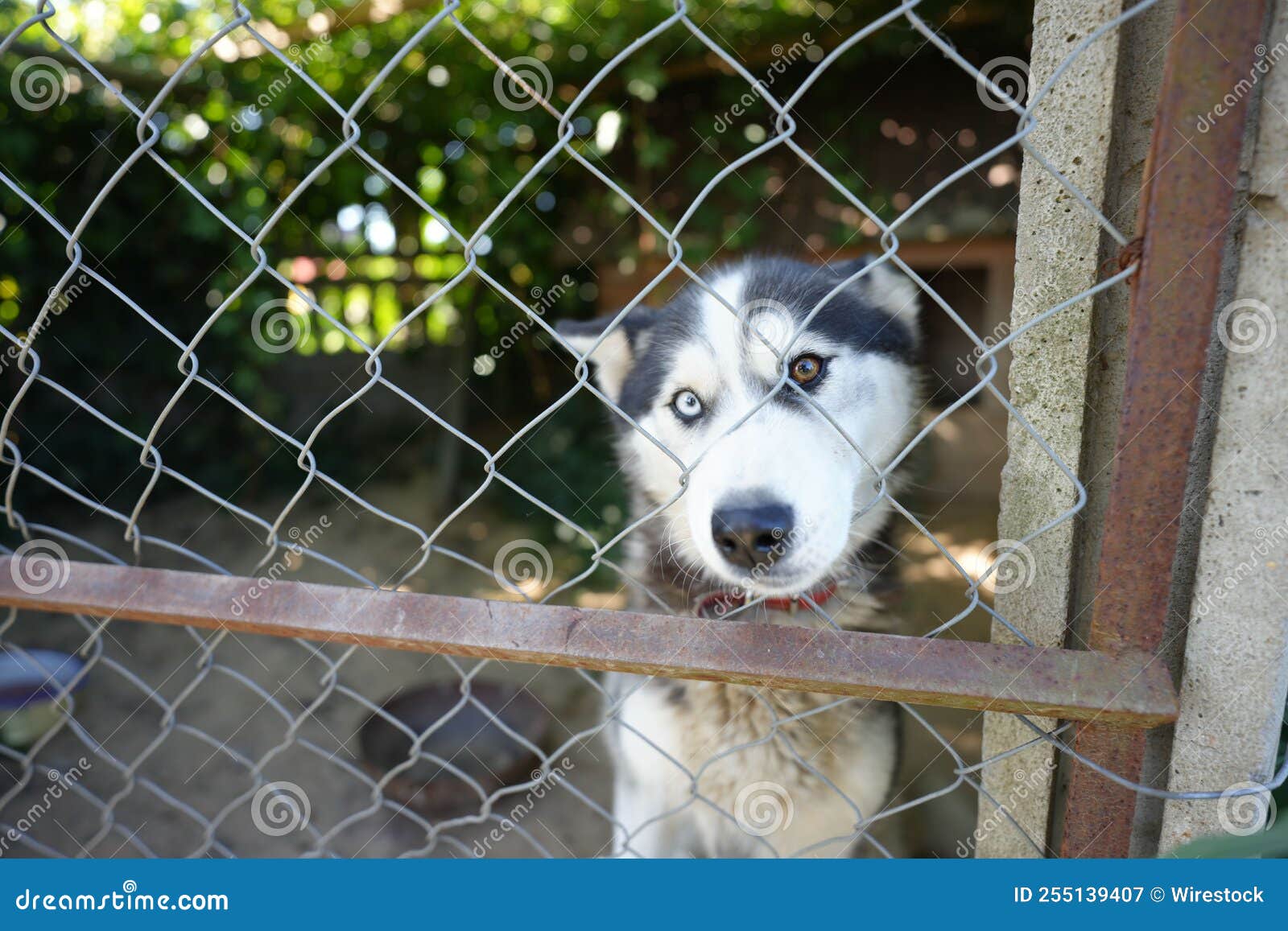 Cute Husky Looking through a Fence Stock Image - Image of backdrop ...