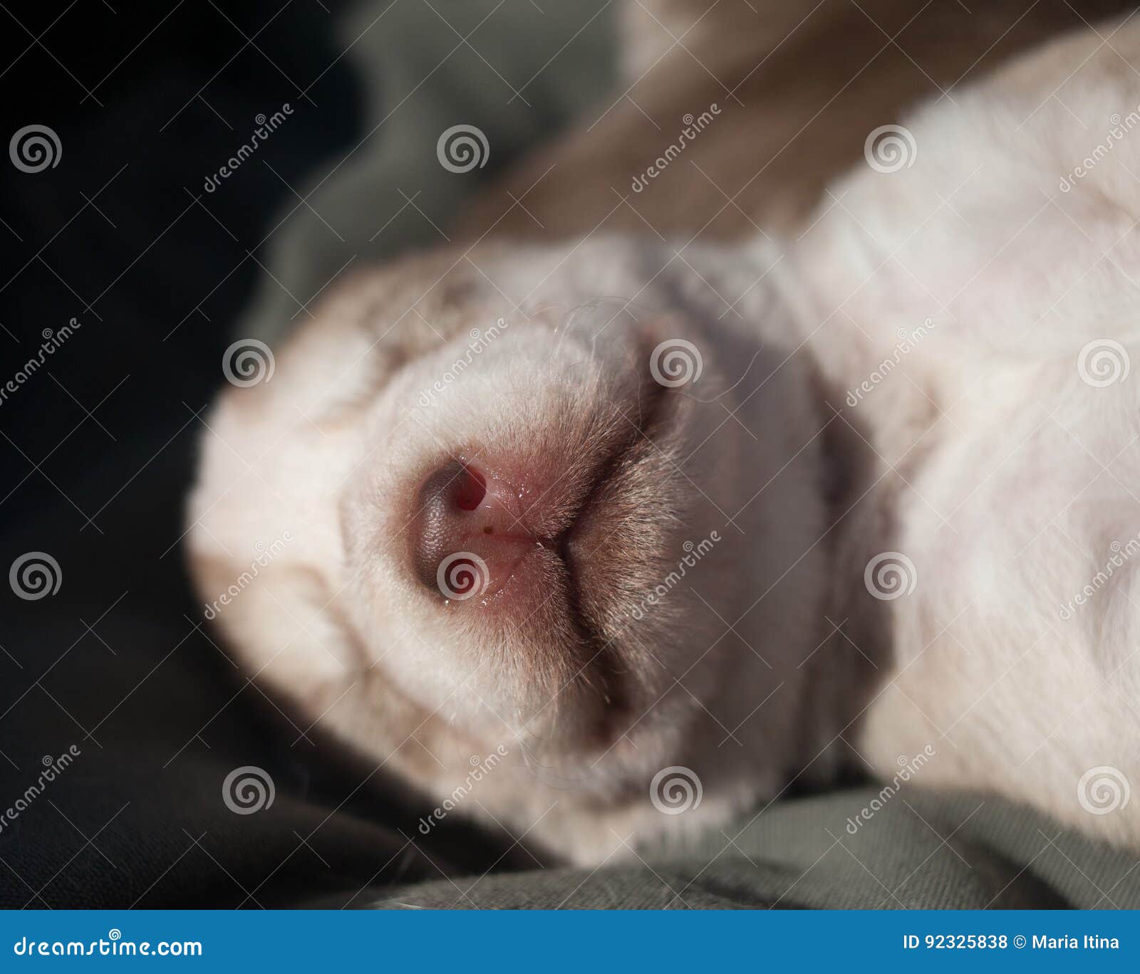Cute husky pup face stock photo. Image of puppy, canine - 92325838