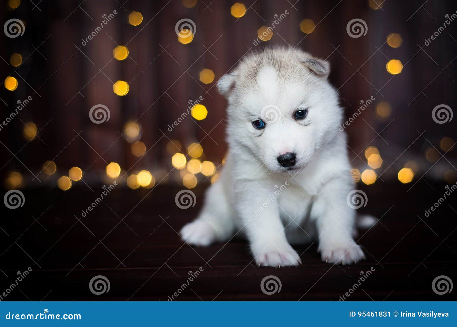 Cutest Husky Puppy Ever
