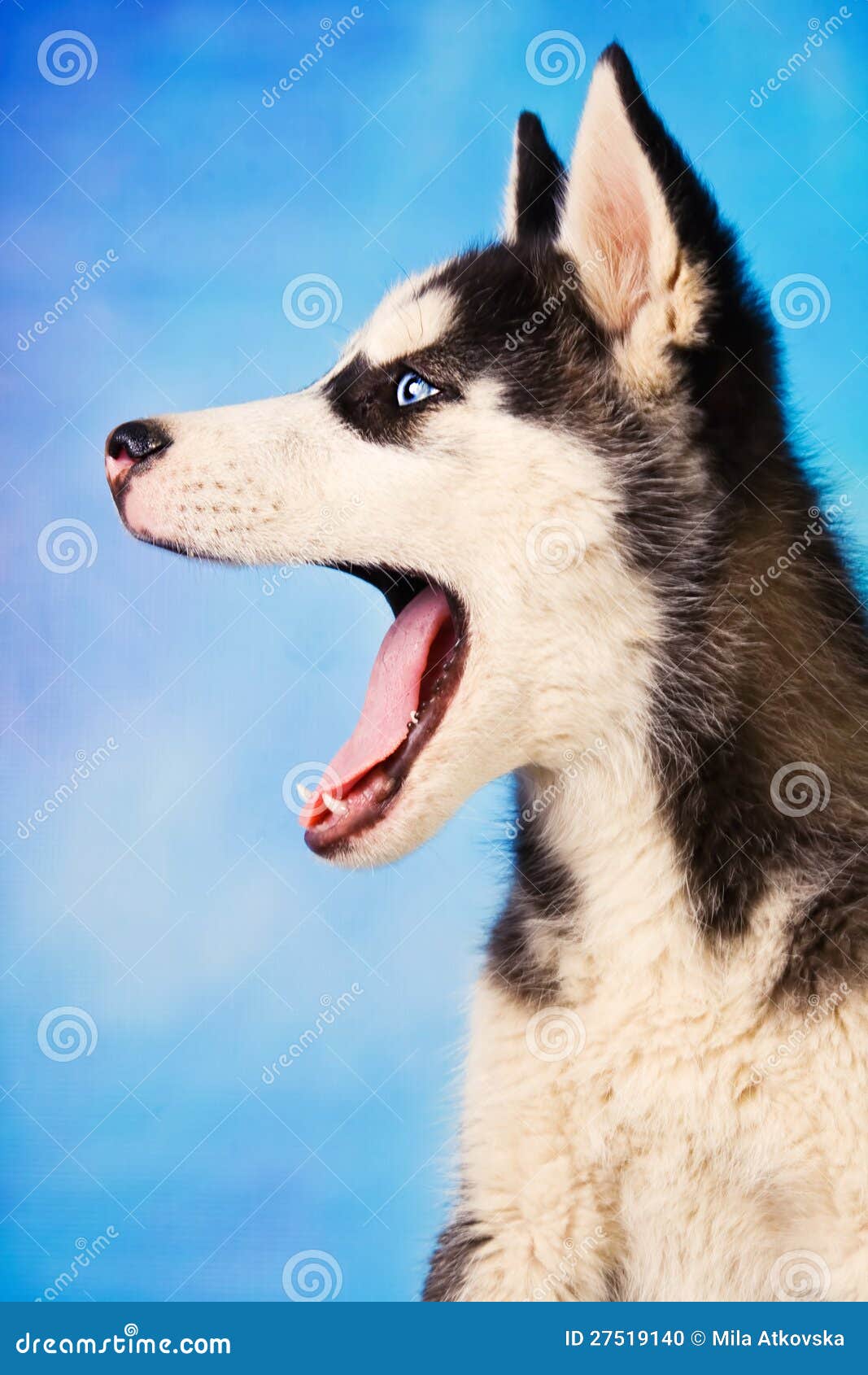 Cute Husky Puppies, On A Background Stock Photography | CartoonDealer ...