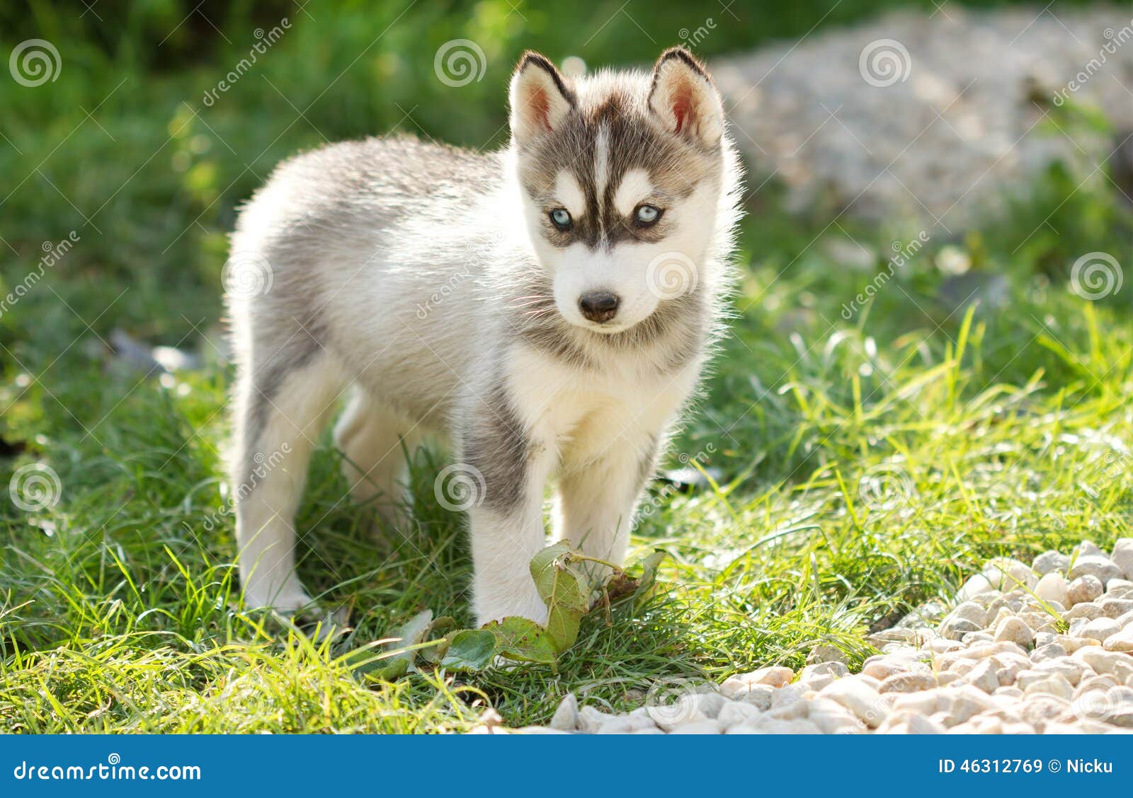 Husky Puppy Royalty-Free Stock Photography | CartoonDealer.com #19209701