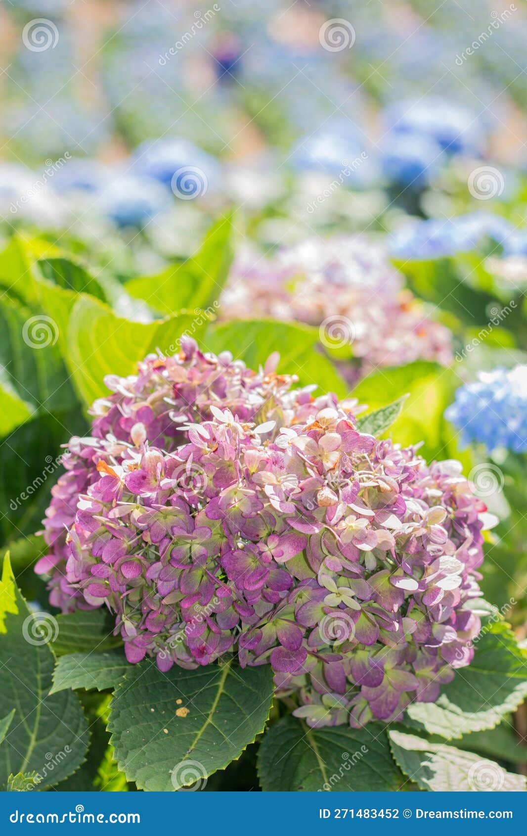 Cute Hydrangea in Public Garden Stock Photo - Image of plant, garden ...