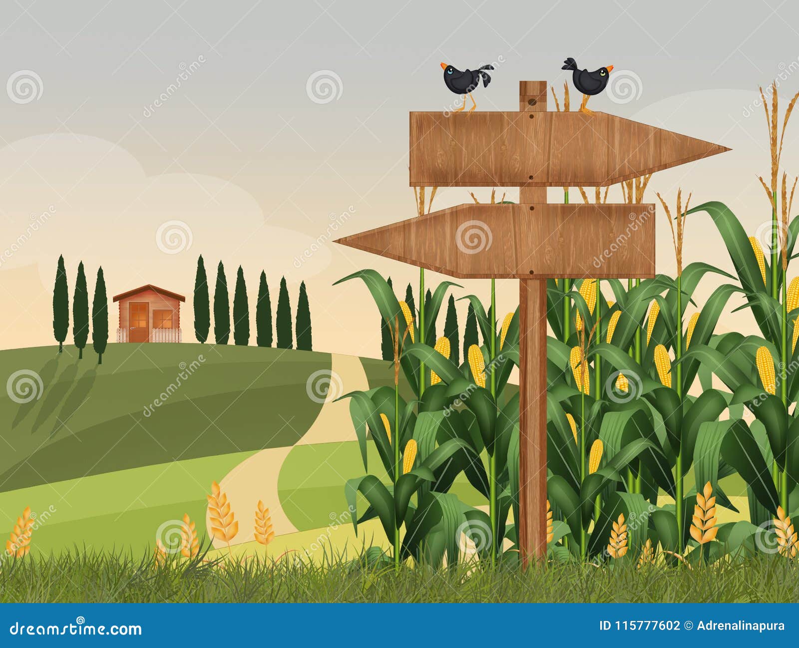 Corn Fields Stock Illustrations – 332 Corn Fields Stock Illustrations ...