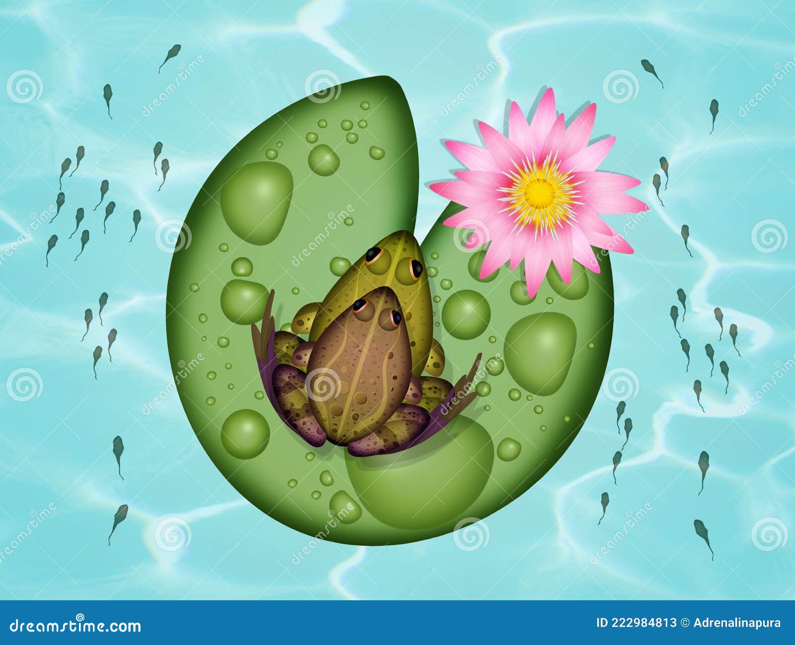 Metamorphosis Amphibians, For Example, The Life Cycle Of Frogs Vector ...