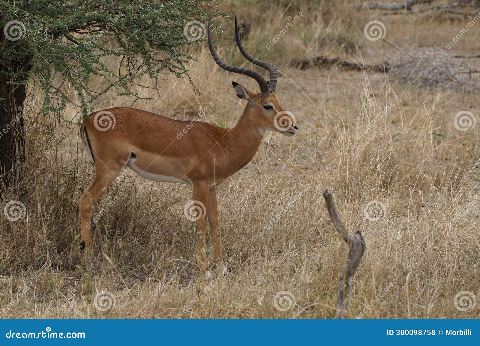 Cute Impala Posing in the Savannah Stock Photo - Image of savannah ...