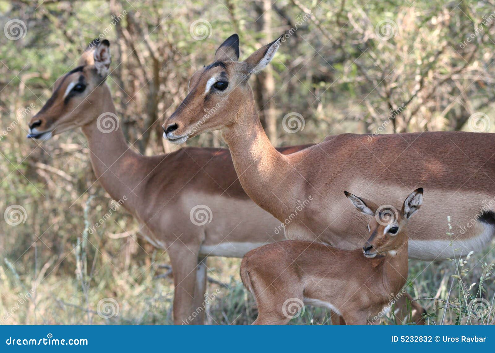 Cute Impalas stock photo. Image of impala, environment - 5232832