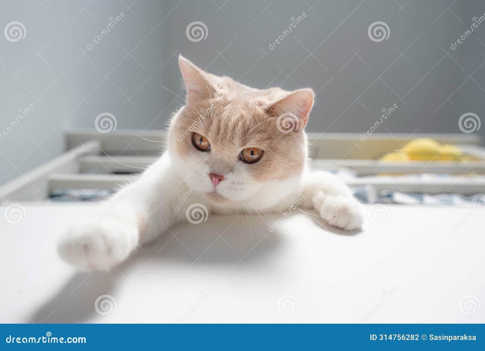 Cute Indoor Cat Reaching Paw Stock Photo - Image of help, meow: 314756282
