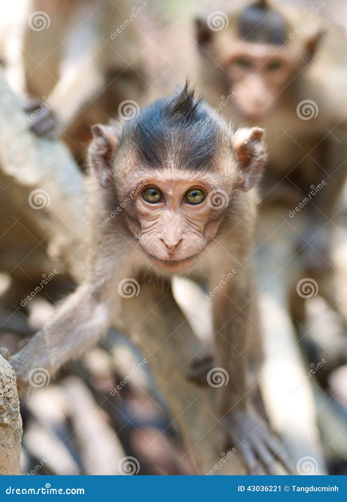 1,094 Climbing Monkeys Photos - Free & Royalty-Free Stock Photos from ...