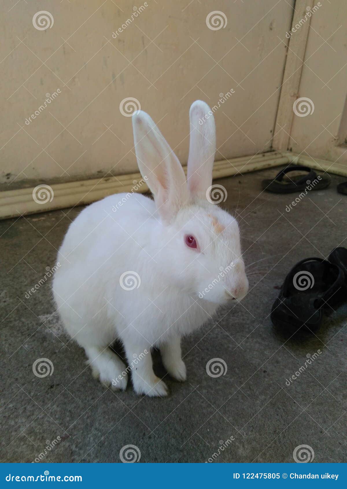 White rabbit stock image. Image of rabbit, innocent - 122475805