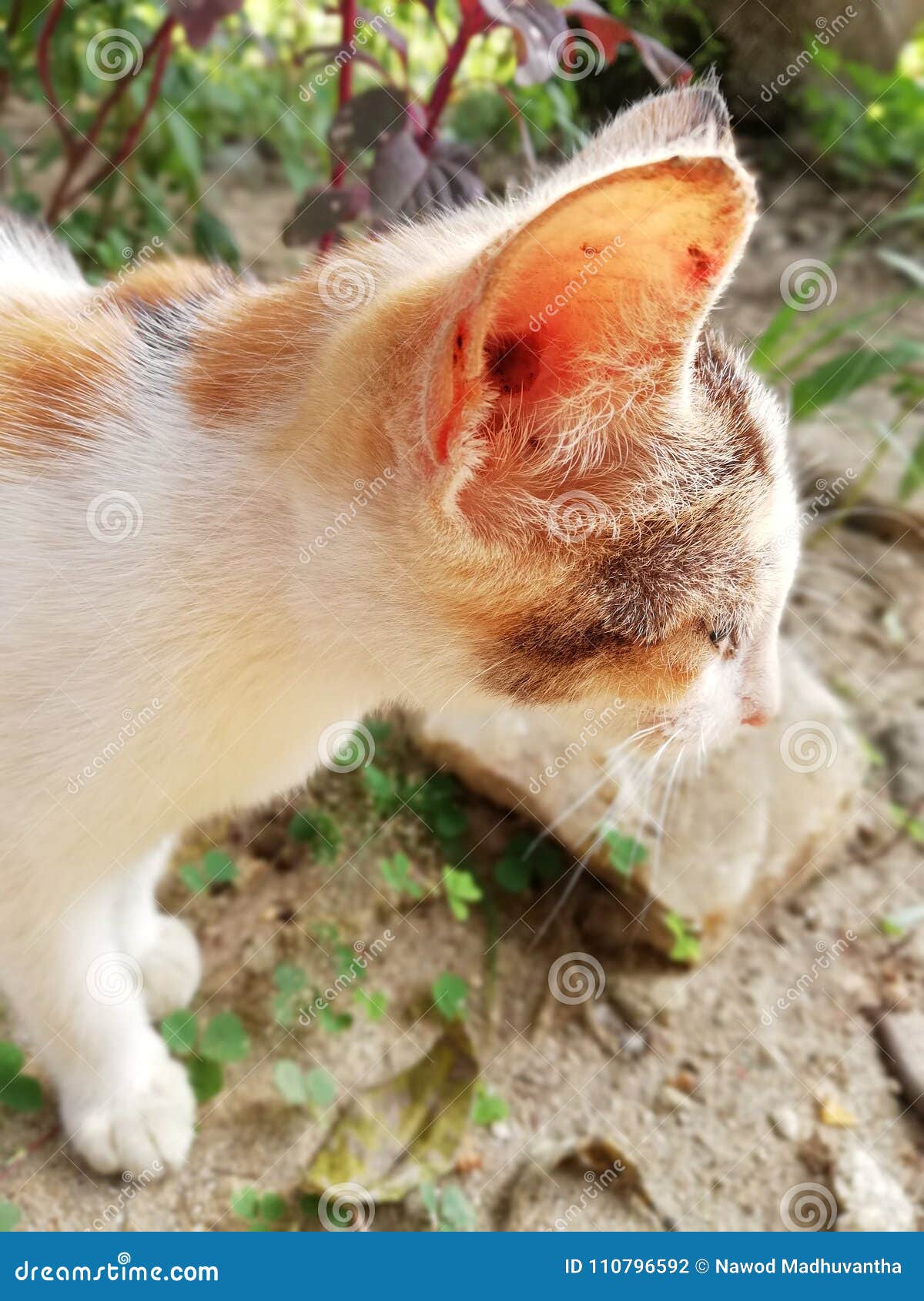 Kitty stock photo. Image of little, kitty, innocent - 110796592