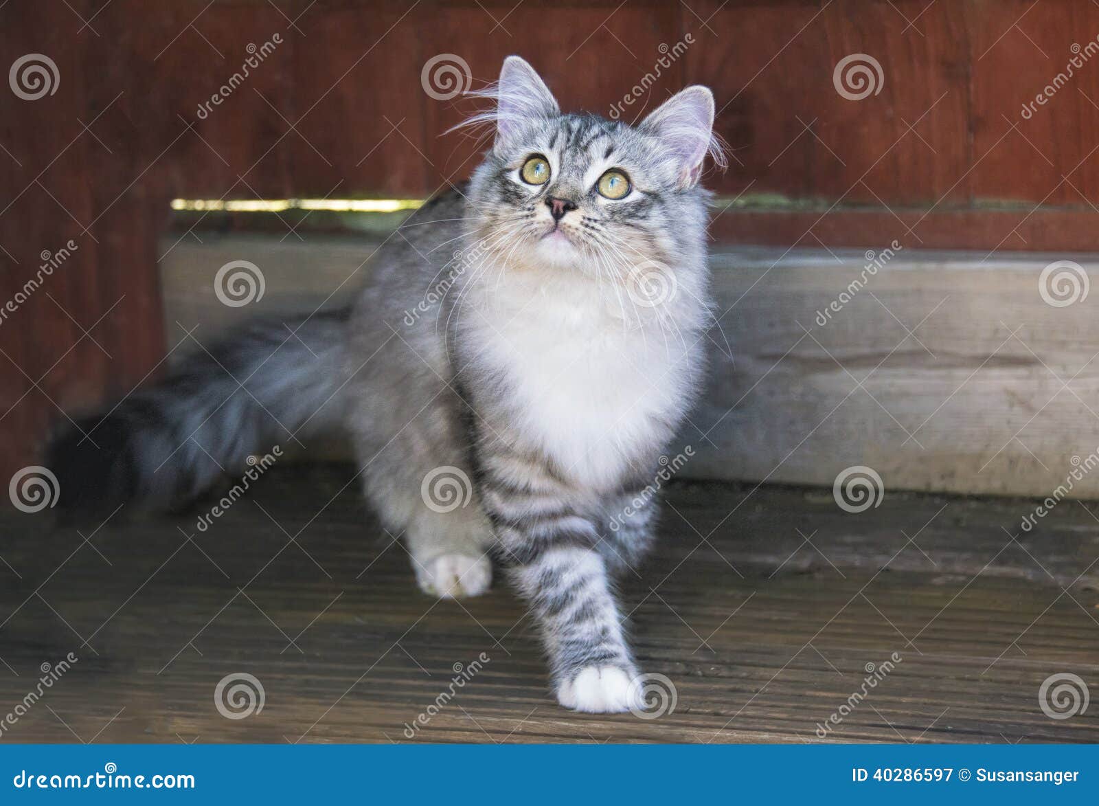 Cute inquisitive Kitten stock image. Image of breed, outside - 40286597