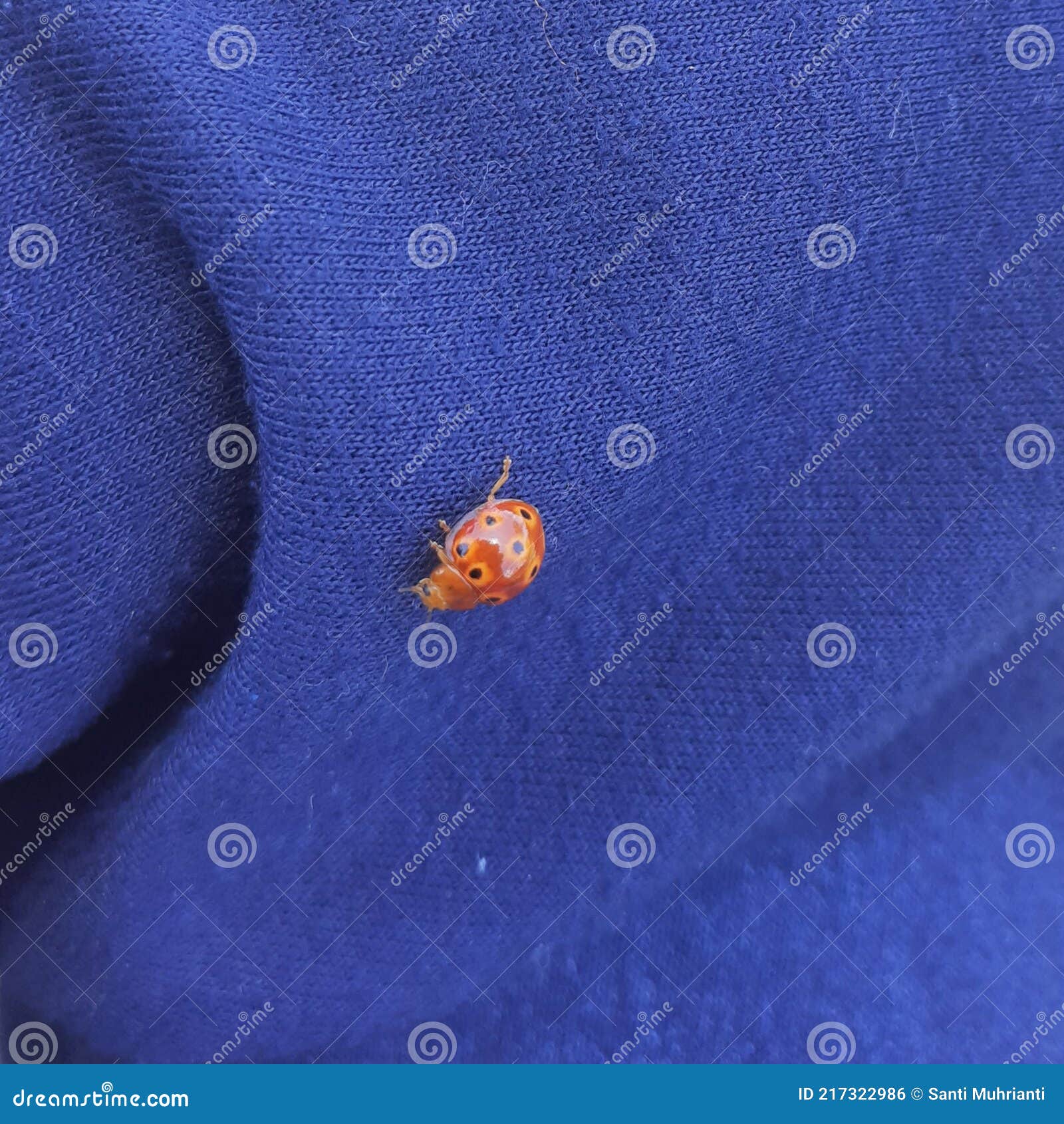 Cute Insect Eyed Ladybug on Blue Fabric Stock Photo - Image of insect ...